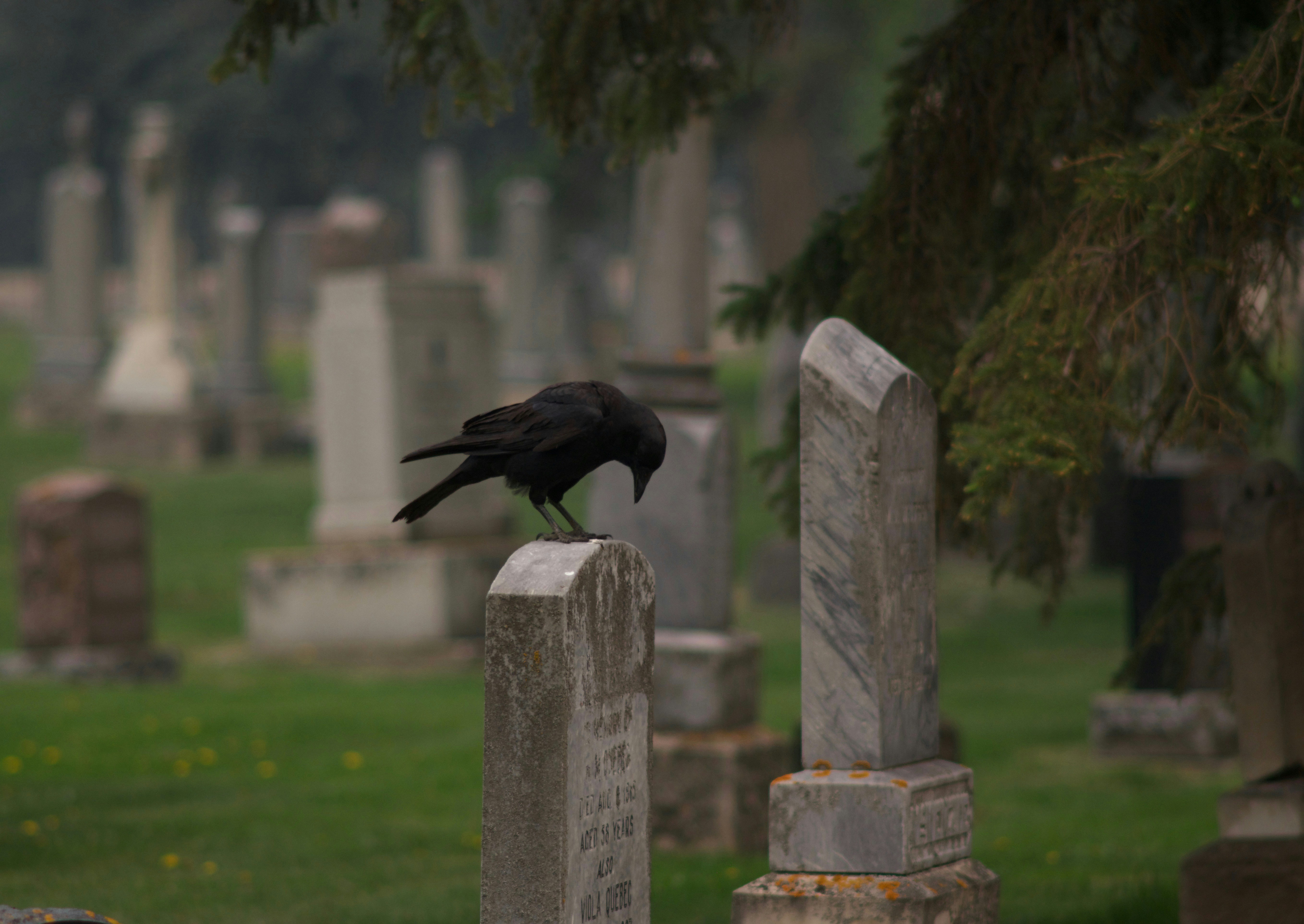 Whispers of the Past: A Crow's Vigil