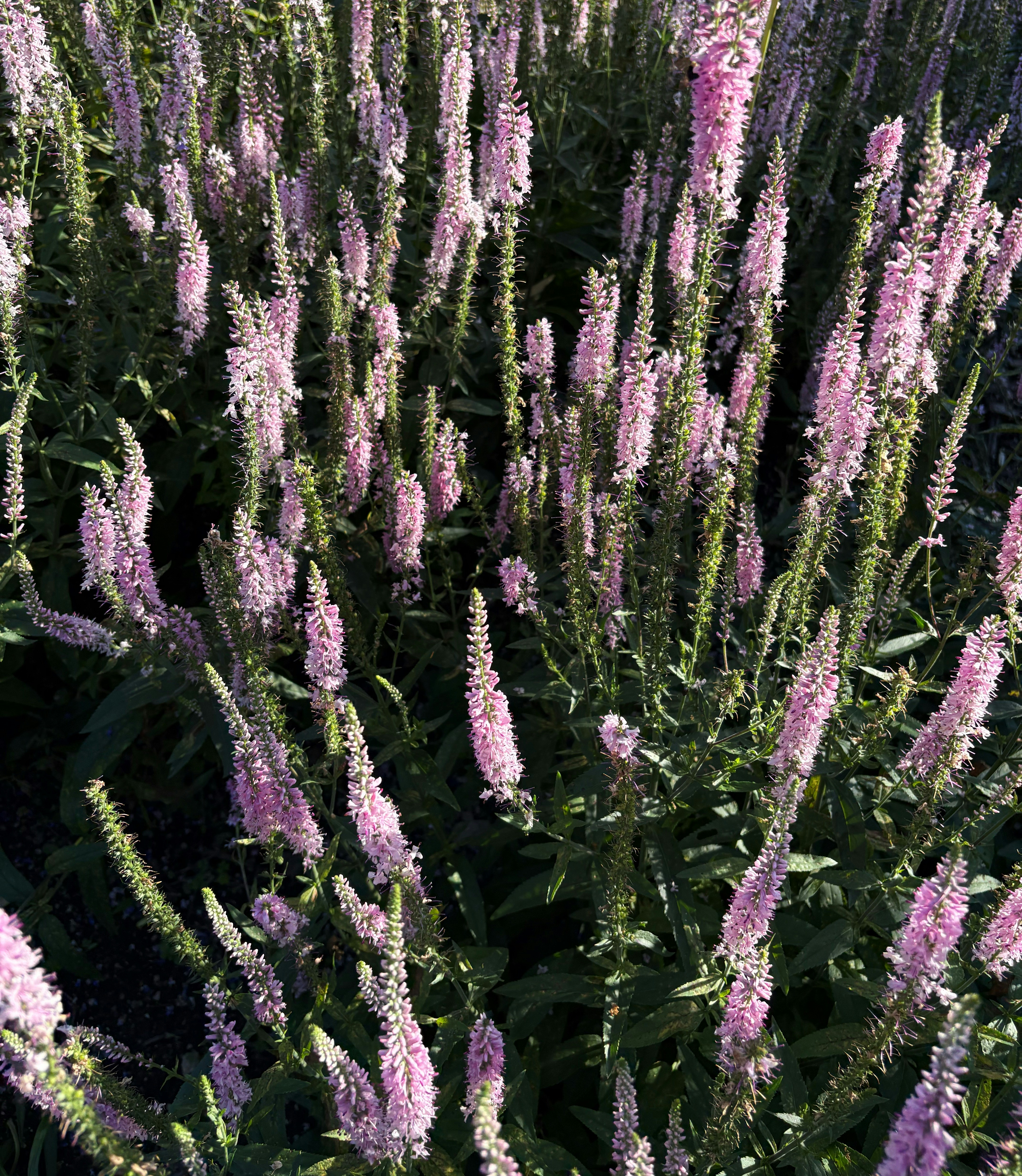 Whispers of Lavender: A Floral Symphony