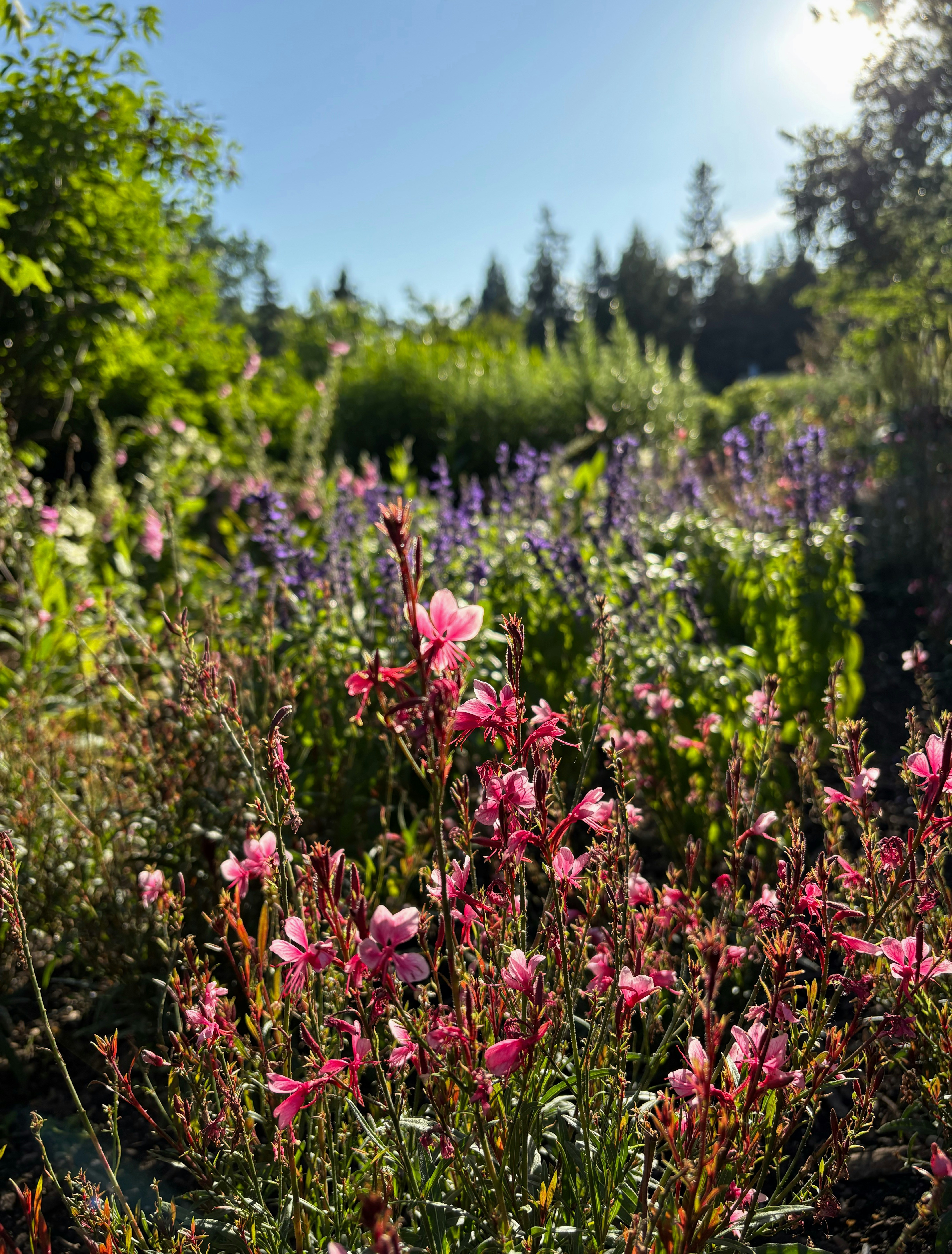 Whispers of a Colorful Meadow