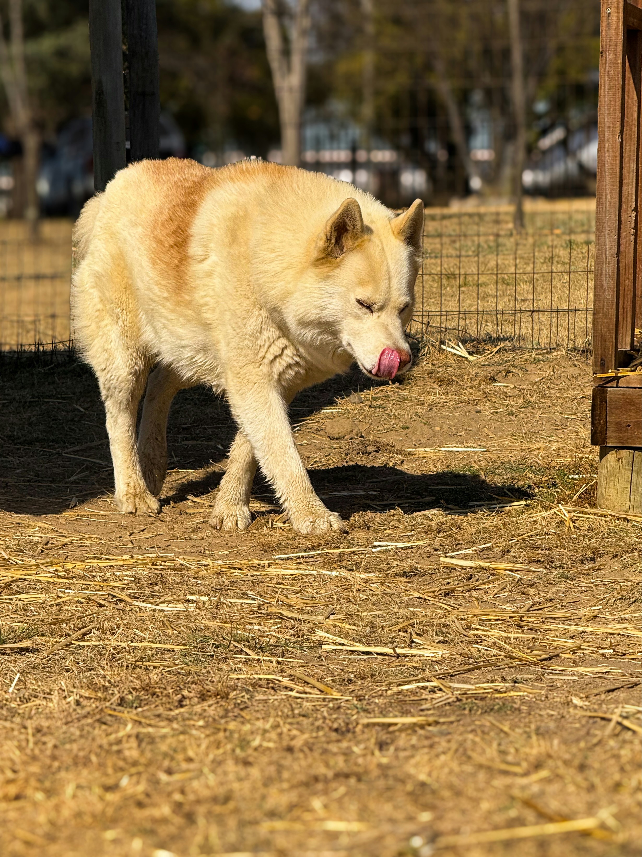 A dog licks its lips in the sun.