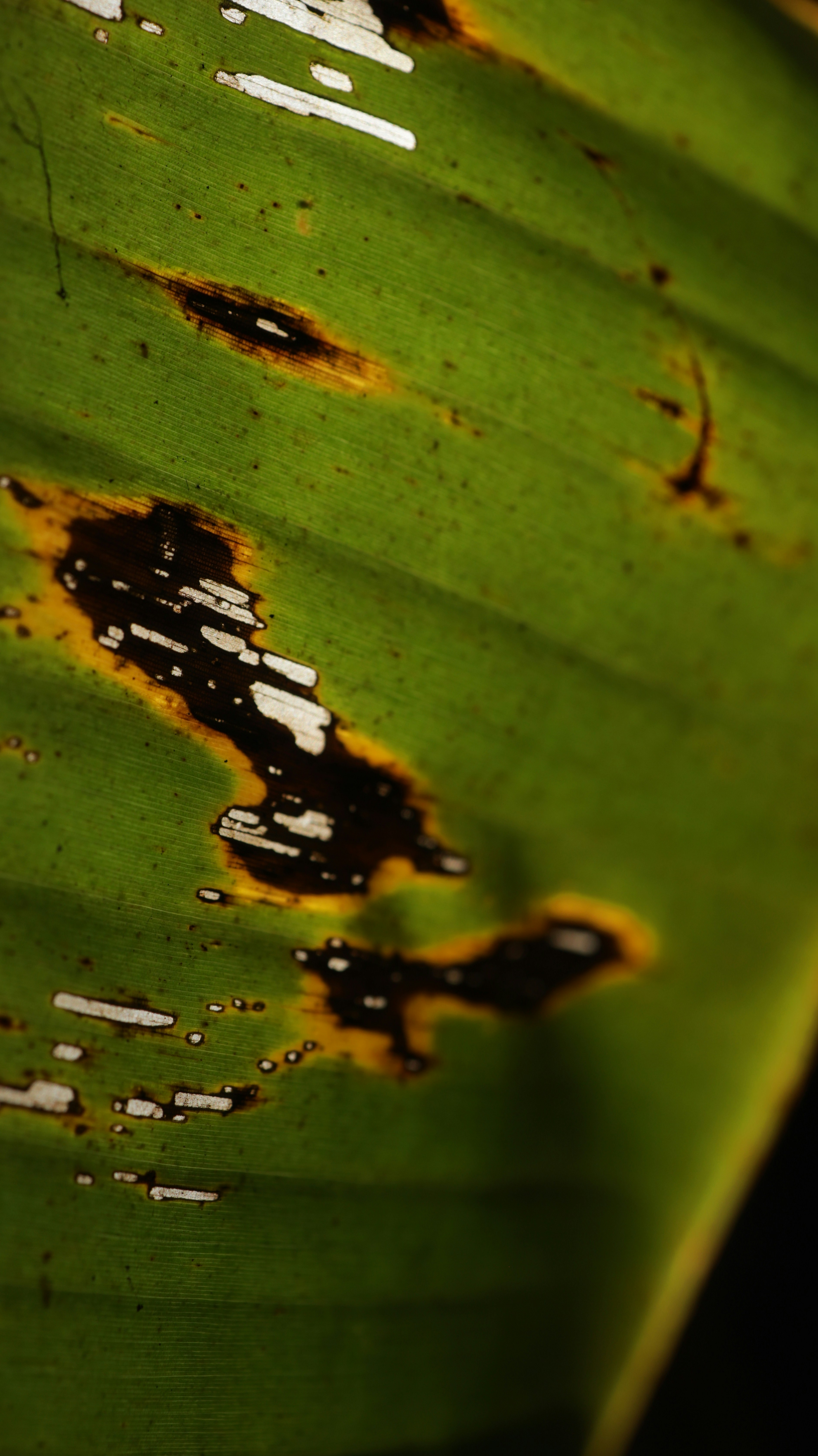 A close-up of a damaged green leaf. photo – Free Home Image on Unsplash