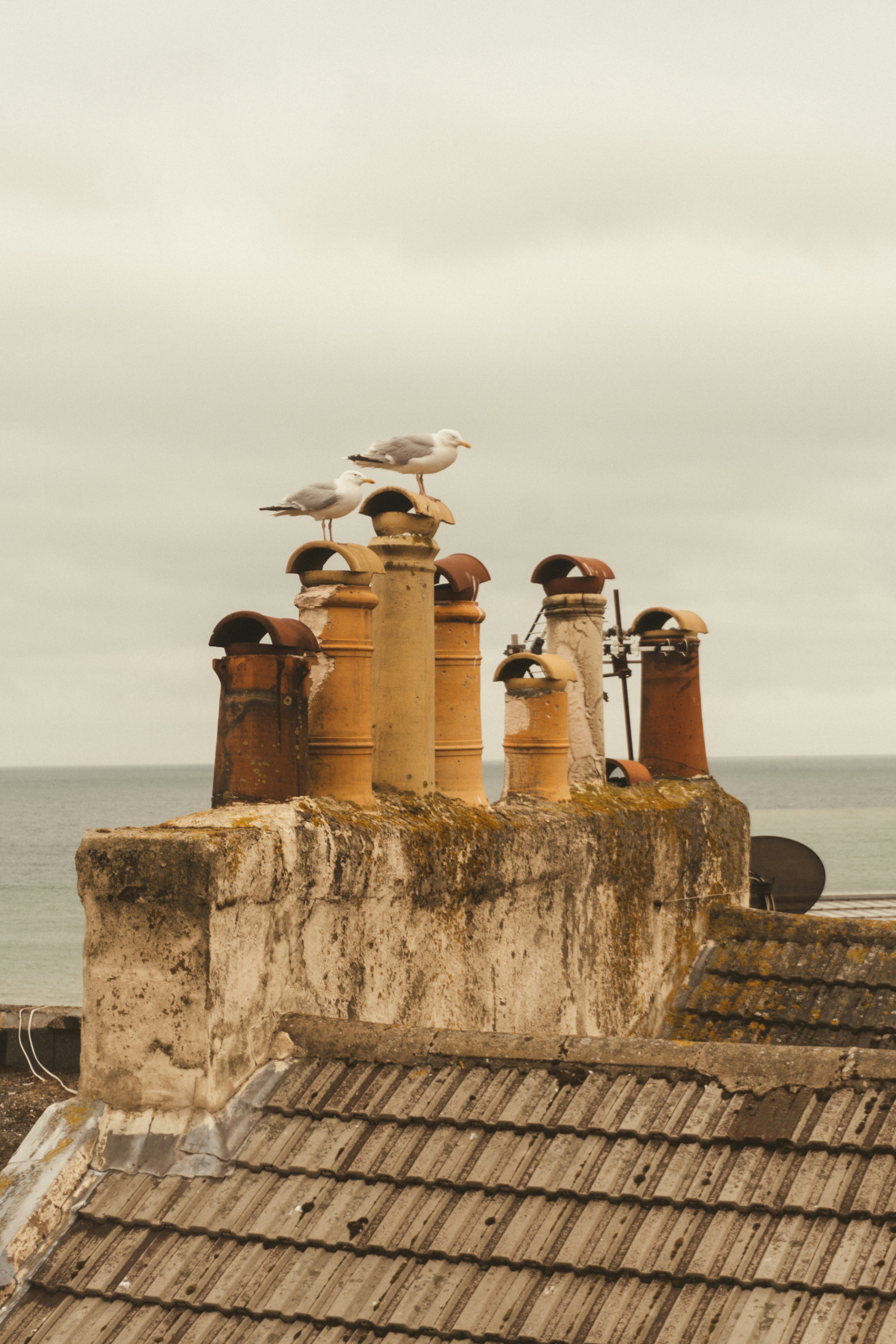 Seagulls Crown Weathered Chimneys Over a Sea-Horizon Rooftop