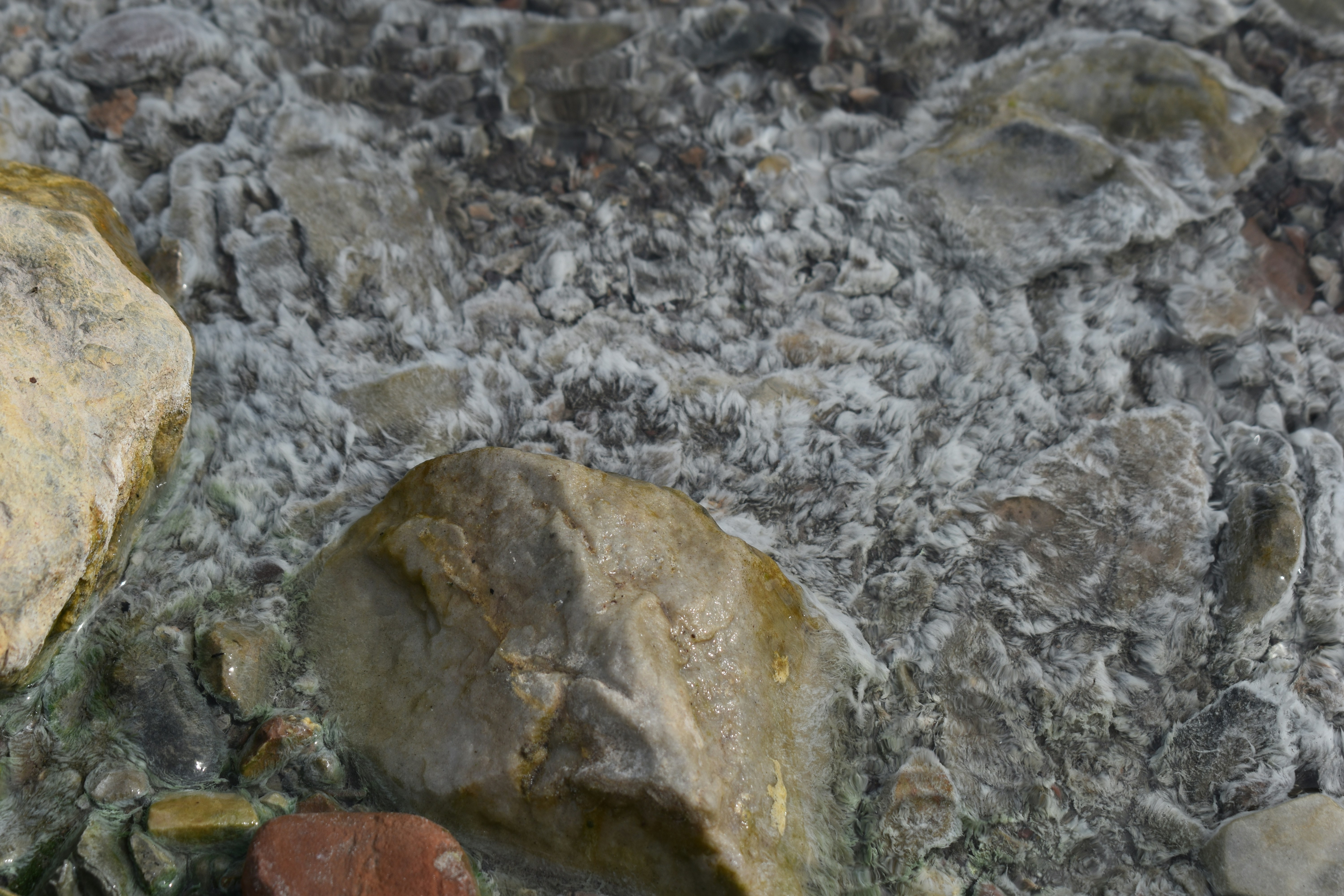 microflora growing on rocks surrounding a hot spring | Rocks and gravel are seen close-up.