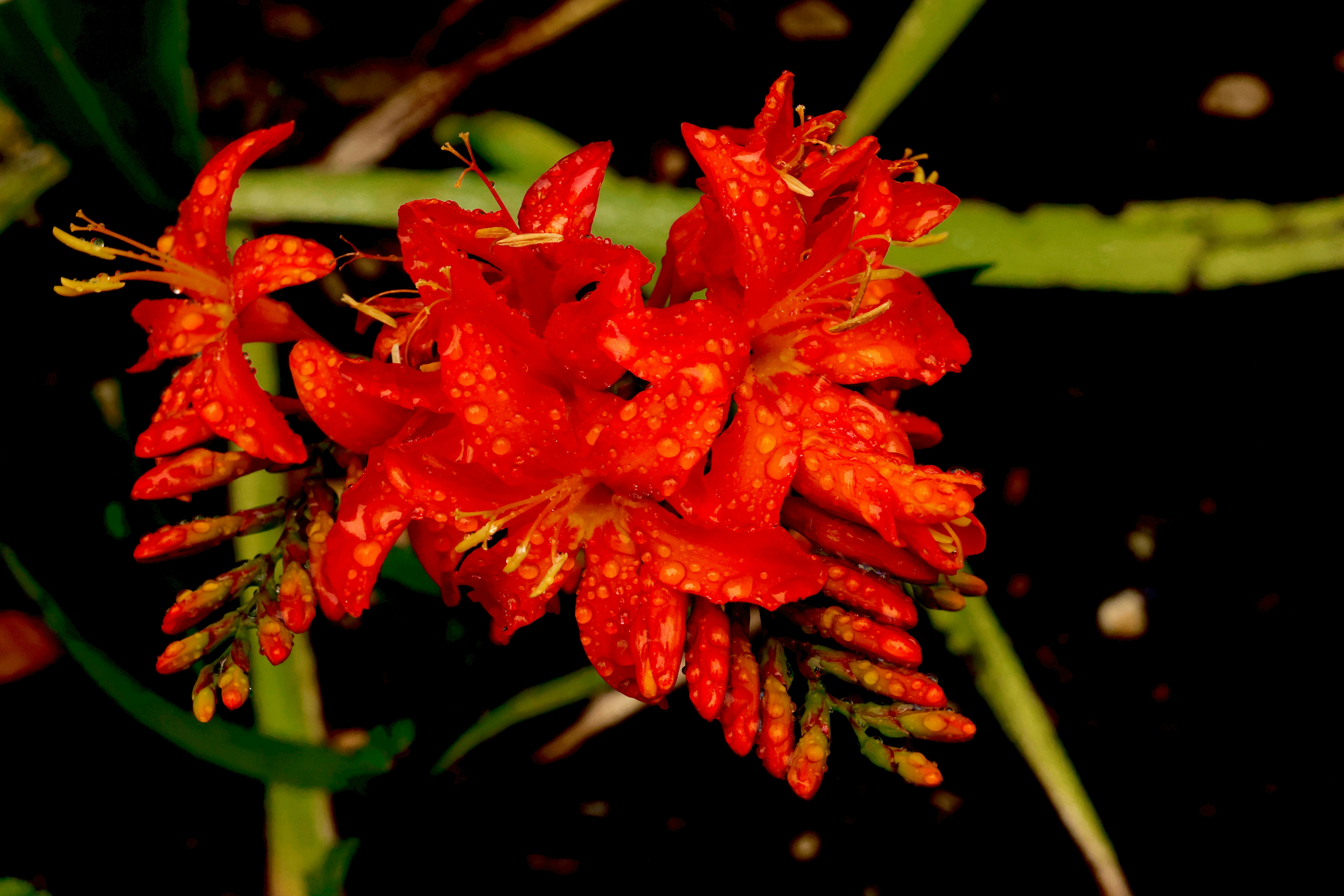 Crimson Ixora Bloom in Velvet Darkness