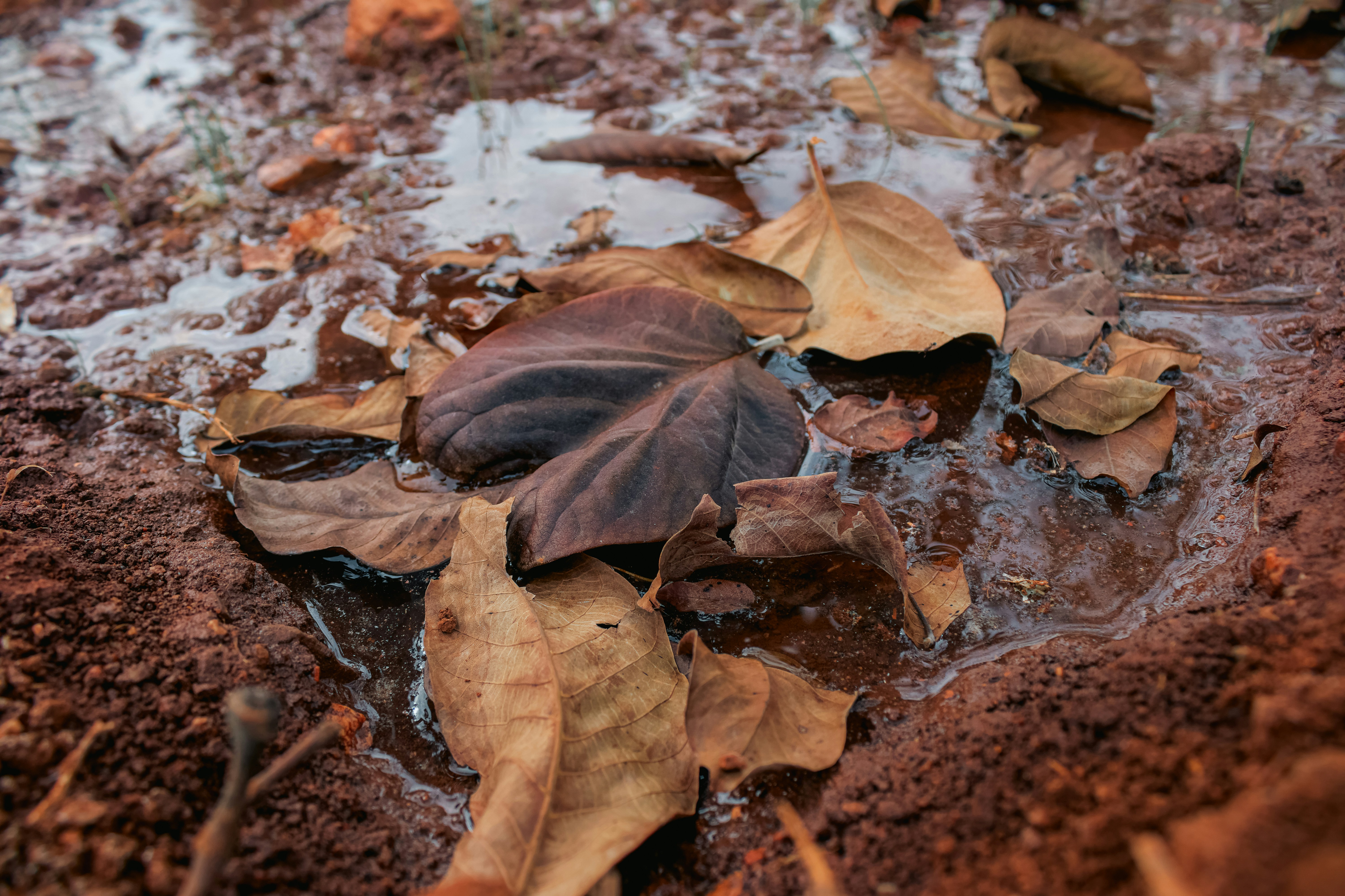 Nature's Canvas: Autumn's Palette on Earth