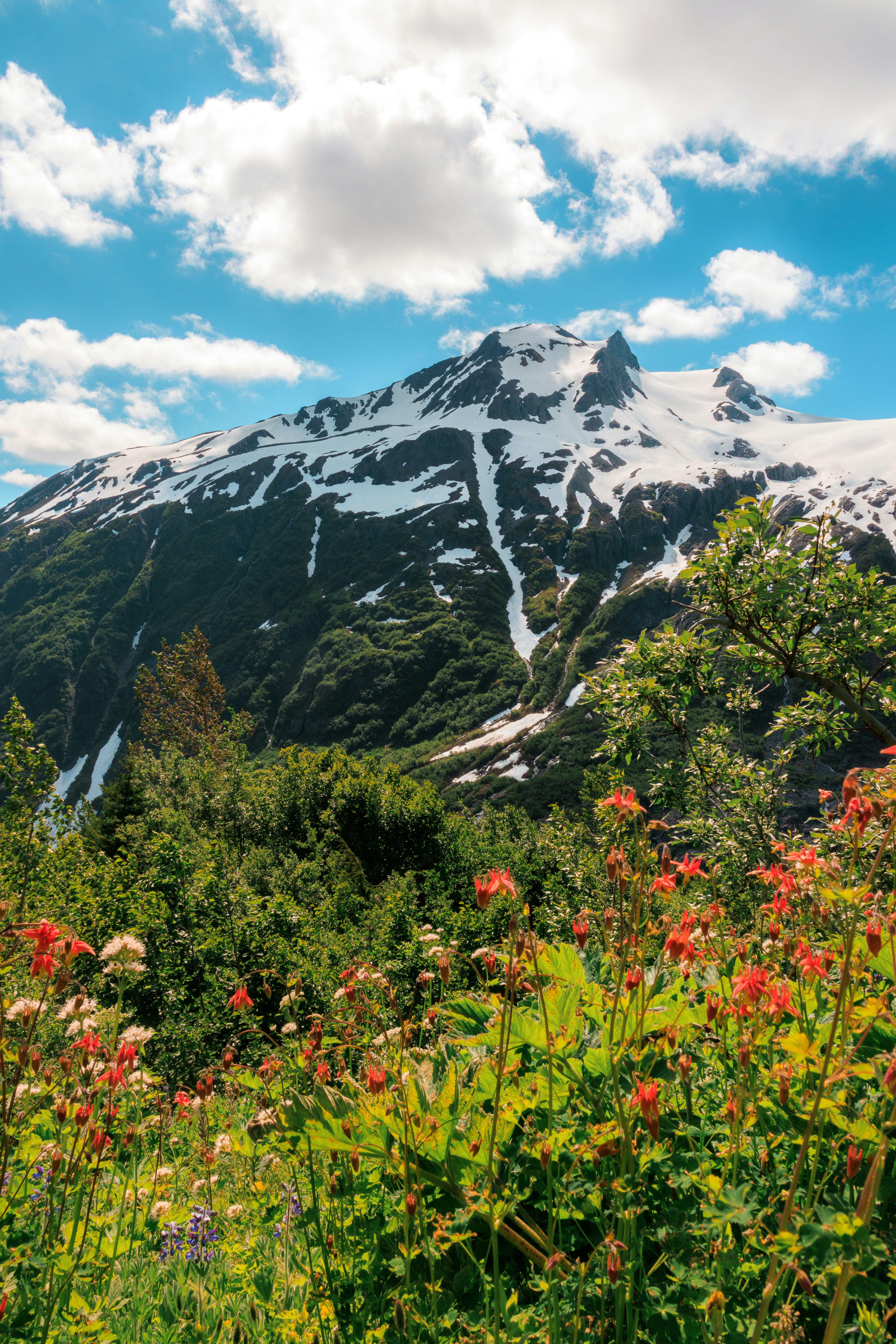 Snowpeak Overlook: Alpine Meadow and Majestic Summit