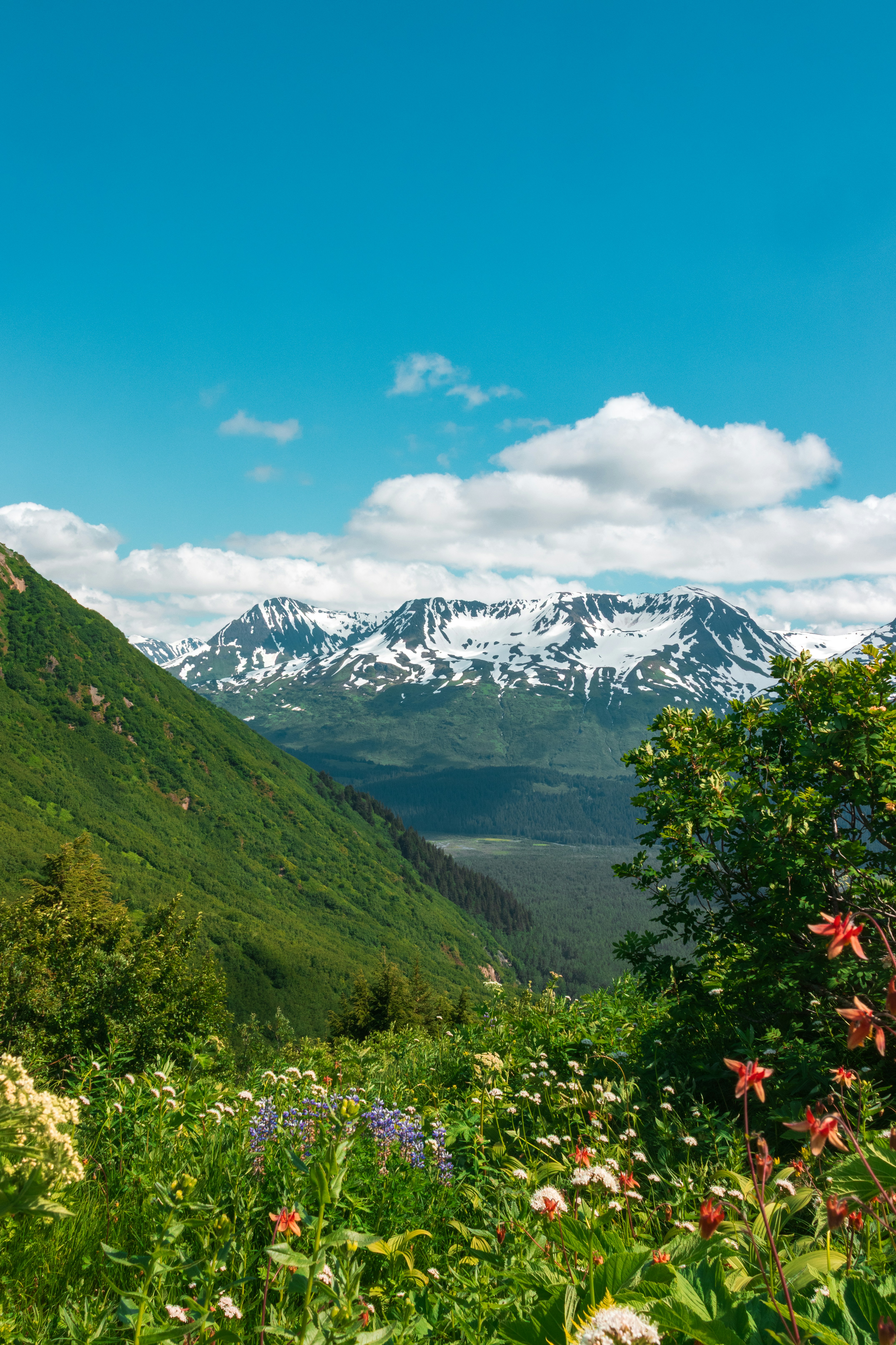 Lush green hills adorned with vibrant wildflowers contrast against majestic snow-capped mountains under a clear blue sky.