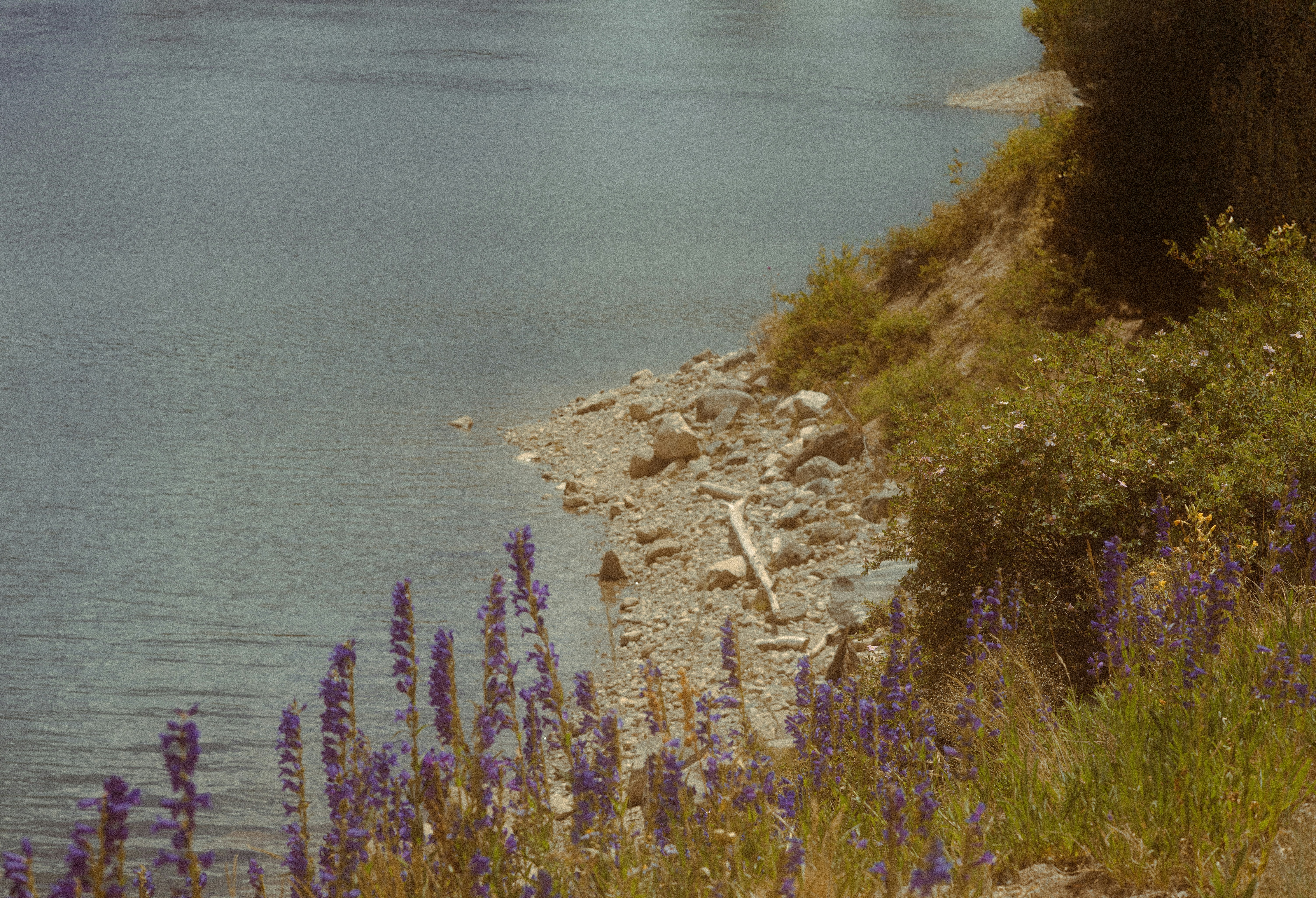 A riverside with flowers and a rocky bank.