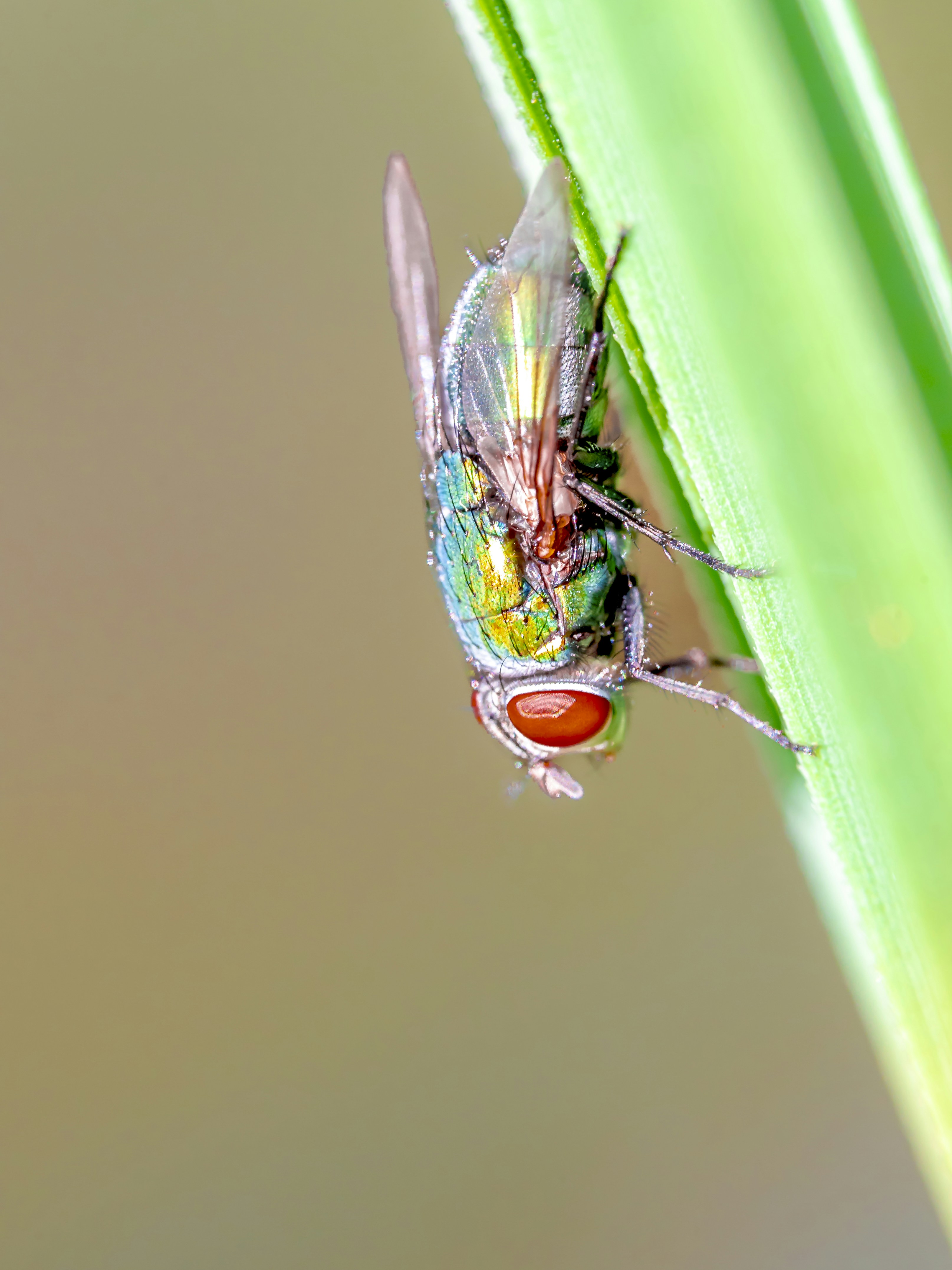 Nature's Jewel: The Emerald Fly