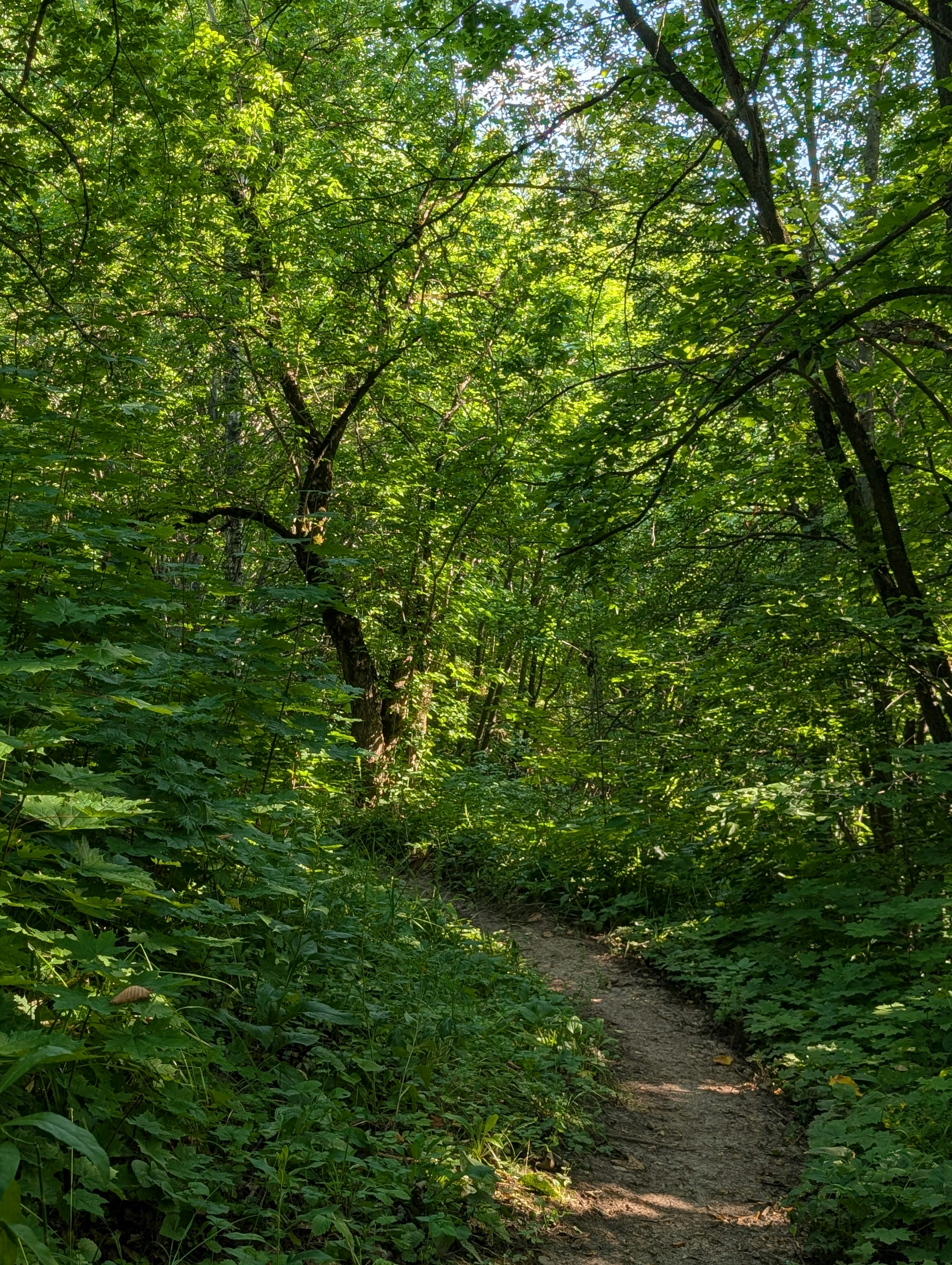 A forest trail on the bank of the Oka river | A winding path leads through a lush forest.