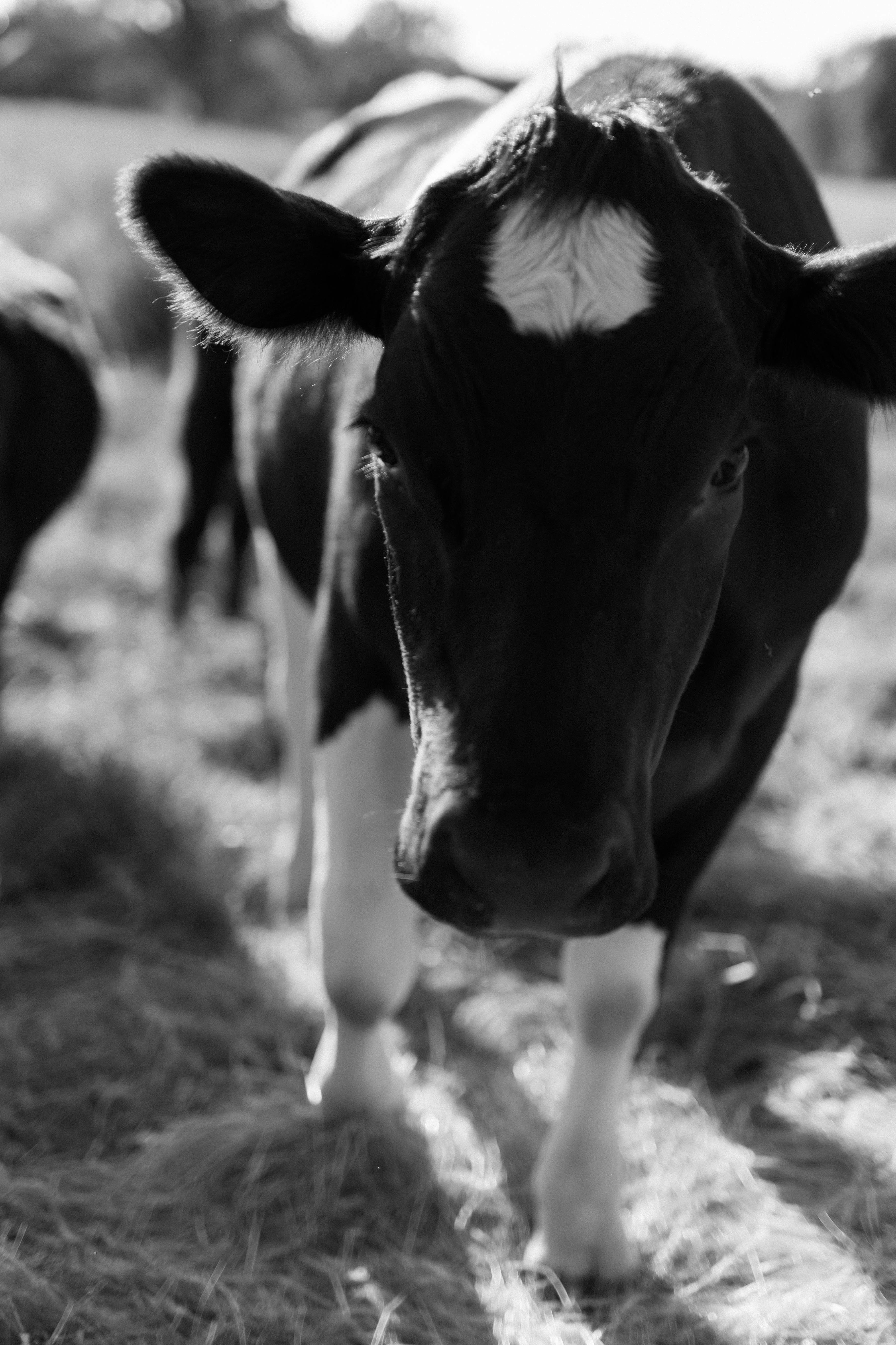 A cow stands close to the camera.
