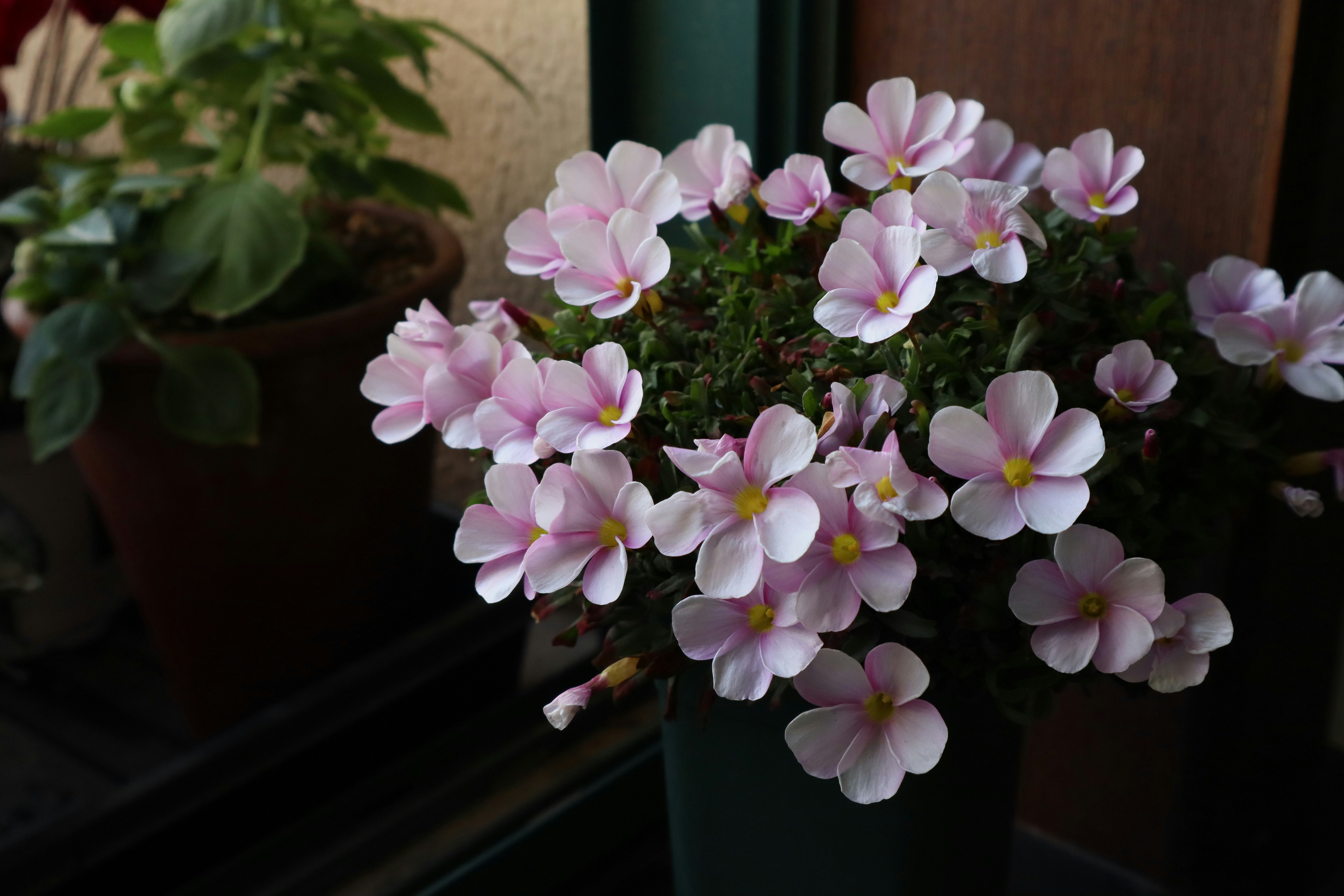 Pastel Petal Cluster Framed by Window Light