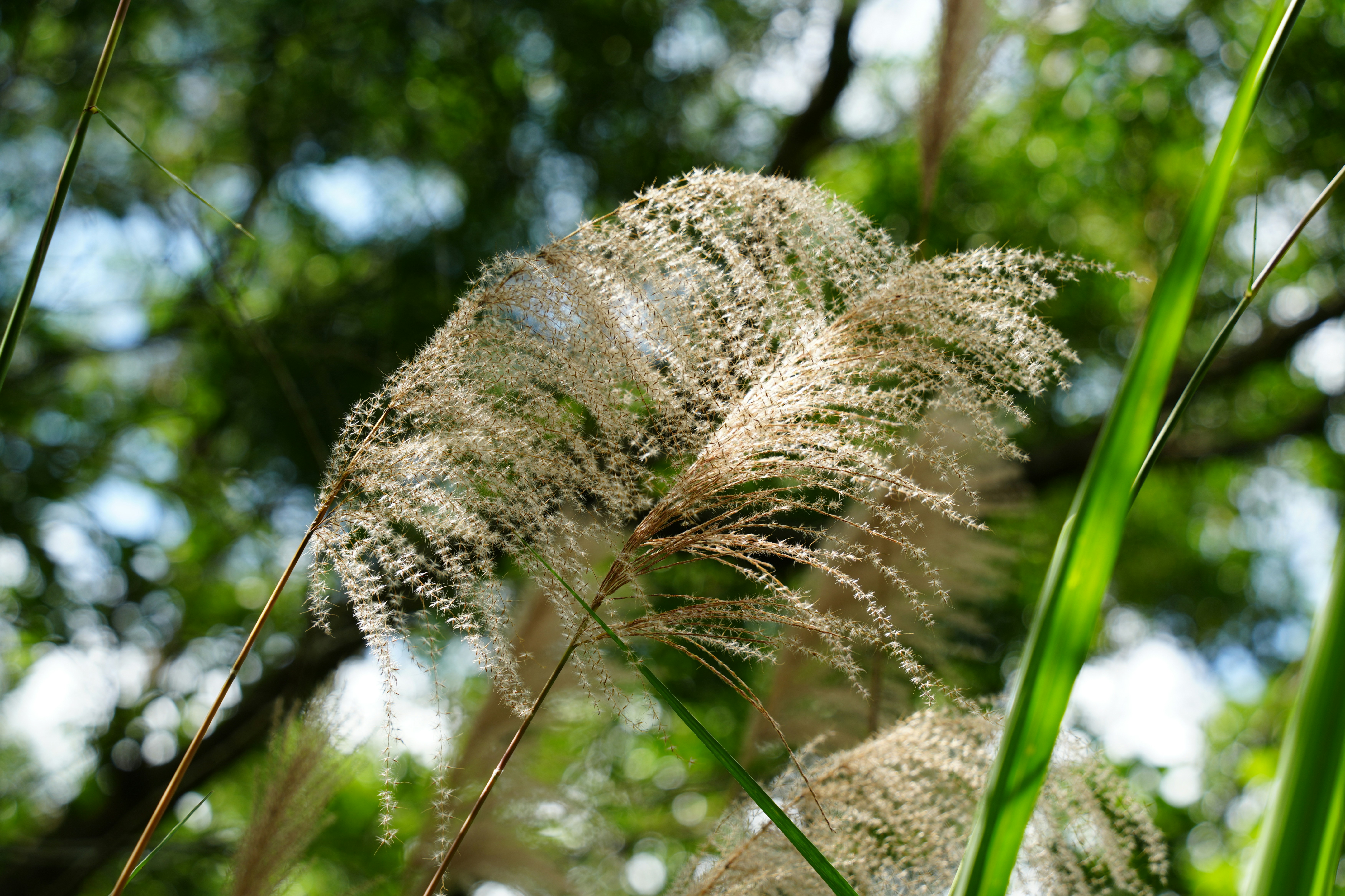 Whispers of Nature: The Dance of Grasses