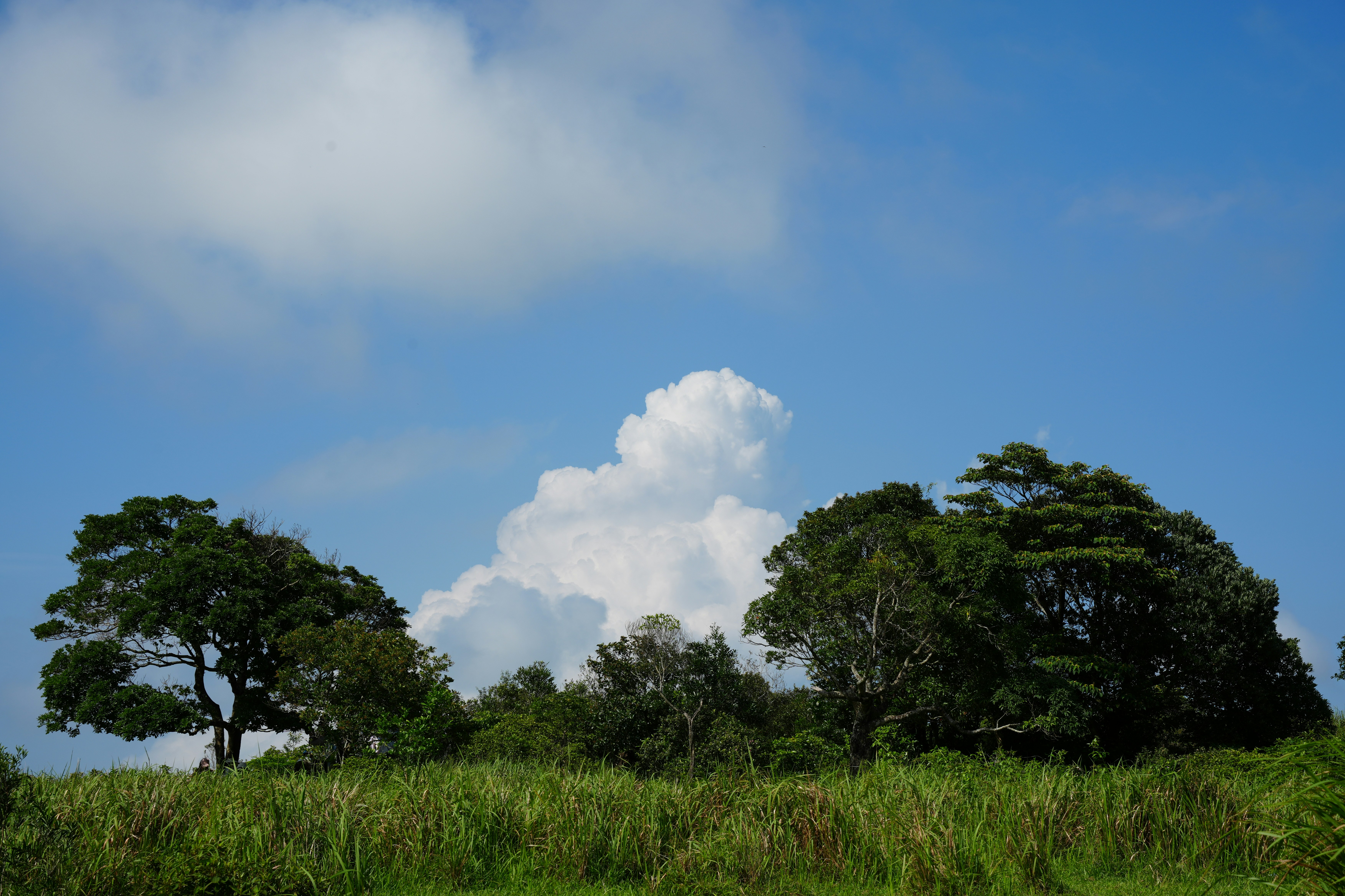 Trees and clouds on a bright, sunny day.
