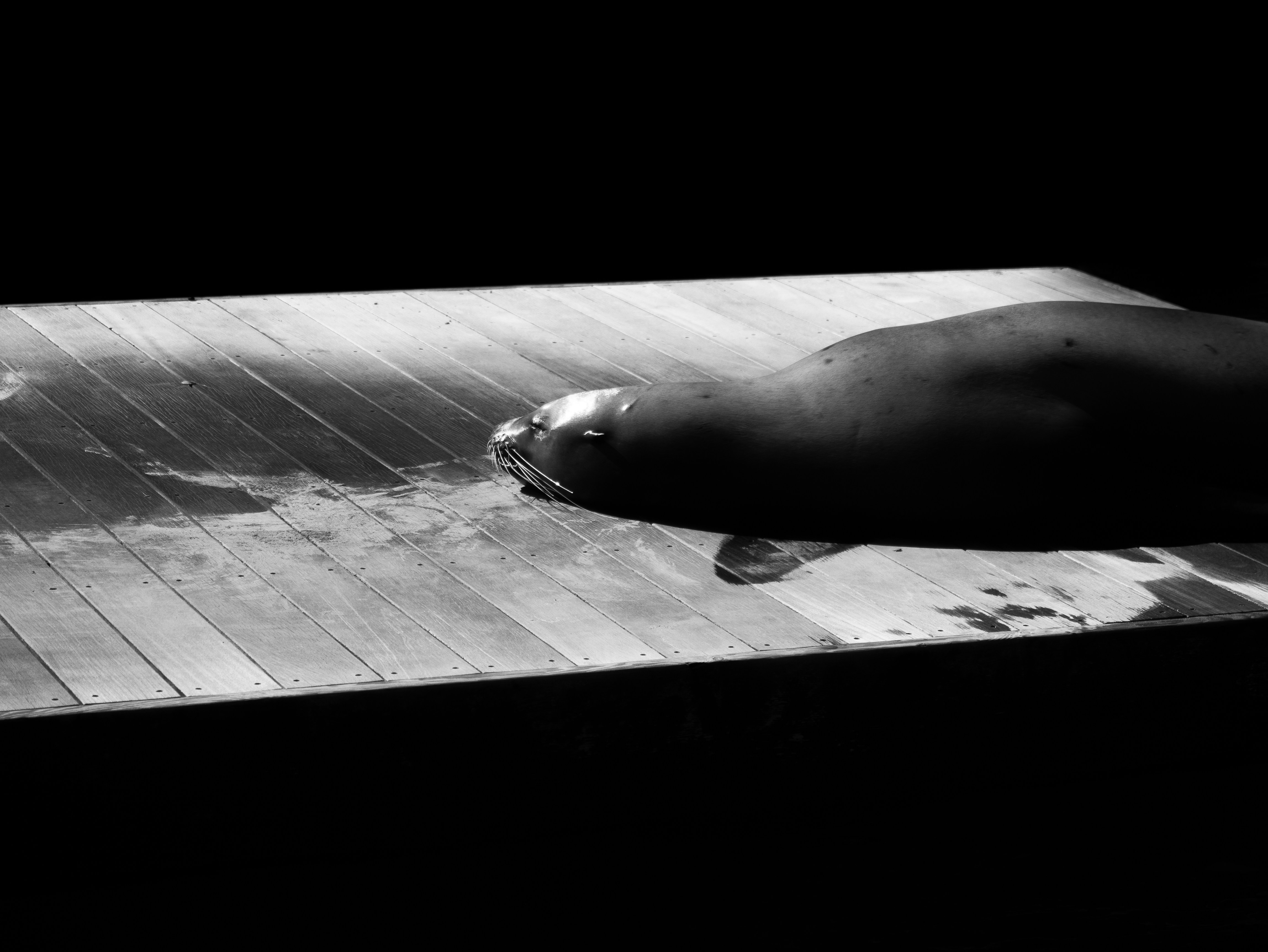 Silent Elegance: A Seal's Solitude