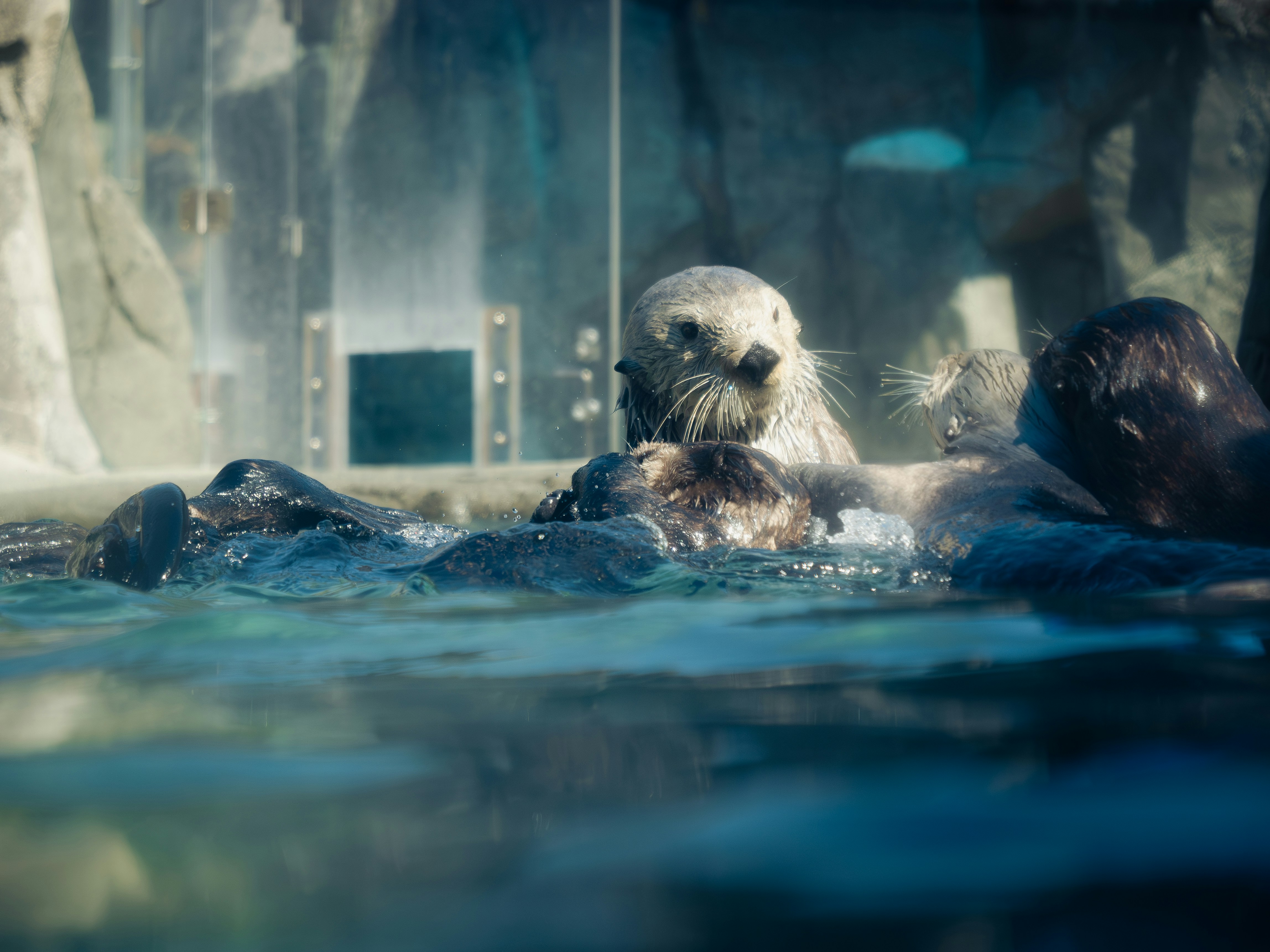 Sea otters are floating in a clear blue pool. photo – Free Animal Image ...