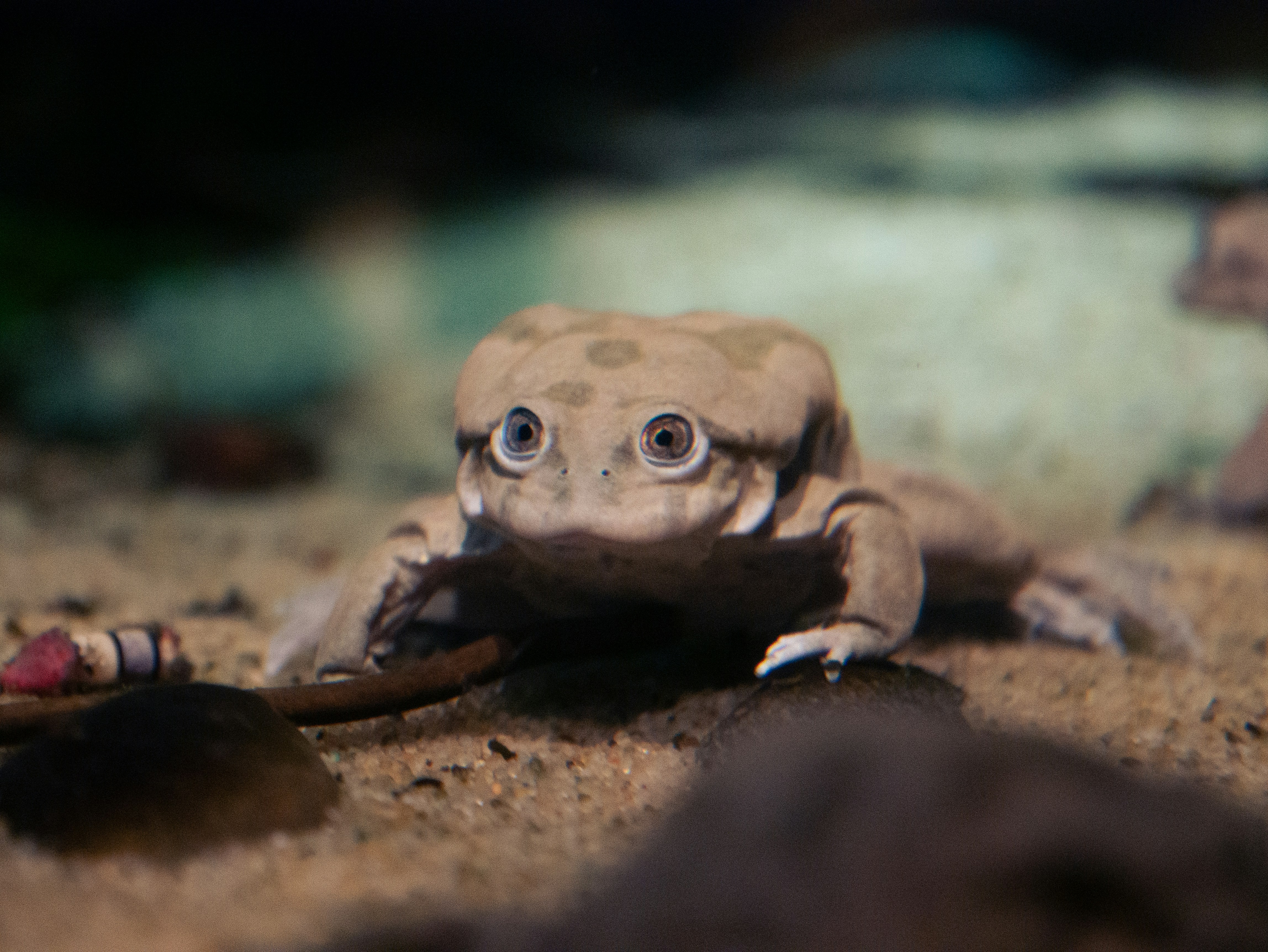 Curious Gaze from the Sandy Edge: Close-Up of a Sand-Dwelling Salamander