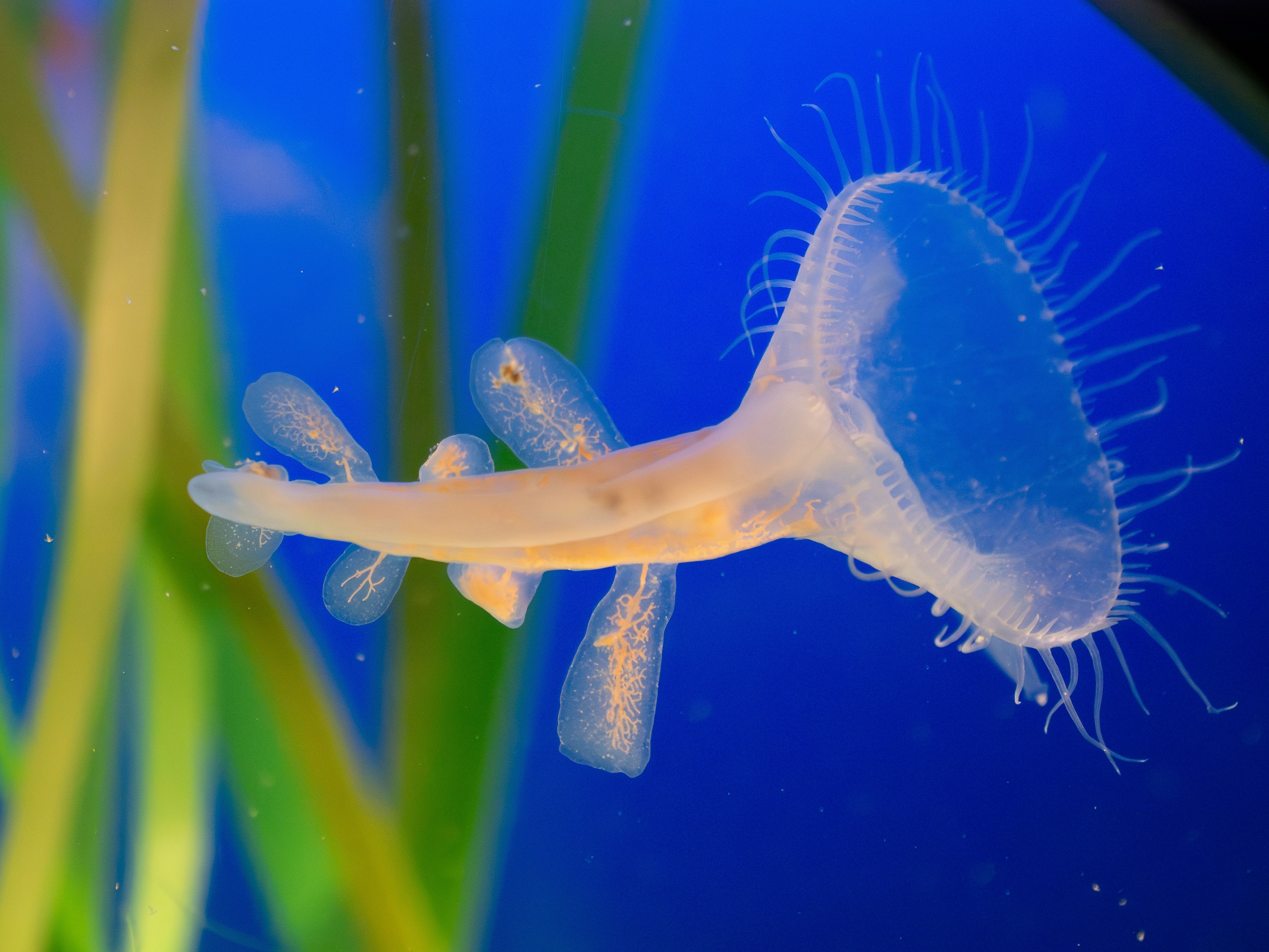 Translucent Moon Jelly drifting beside neon seaweed