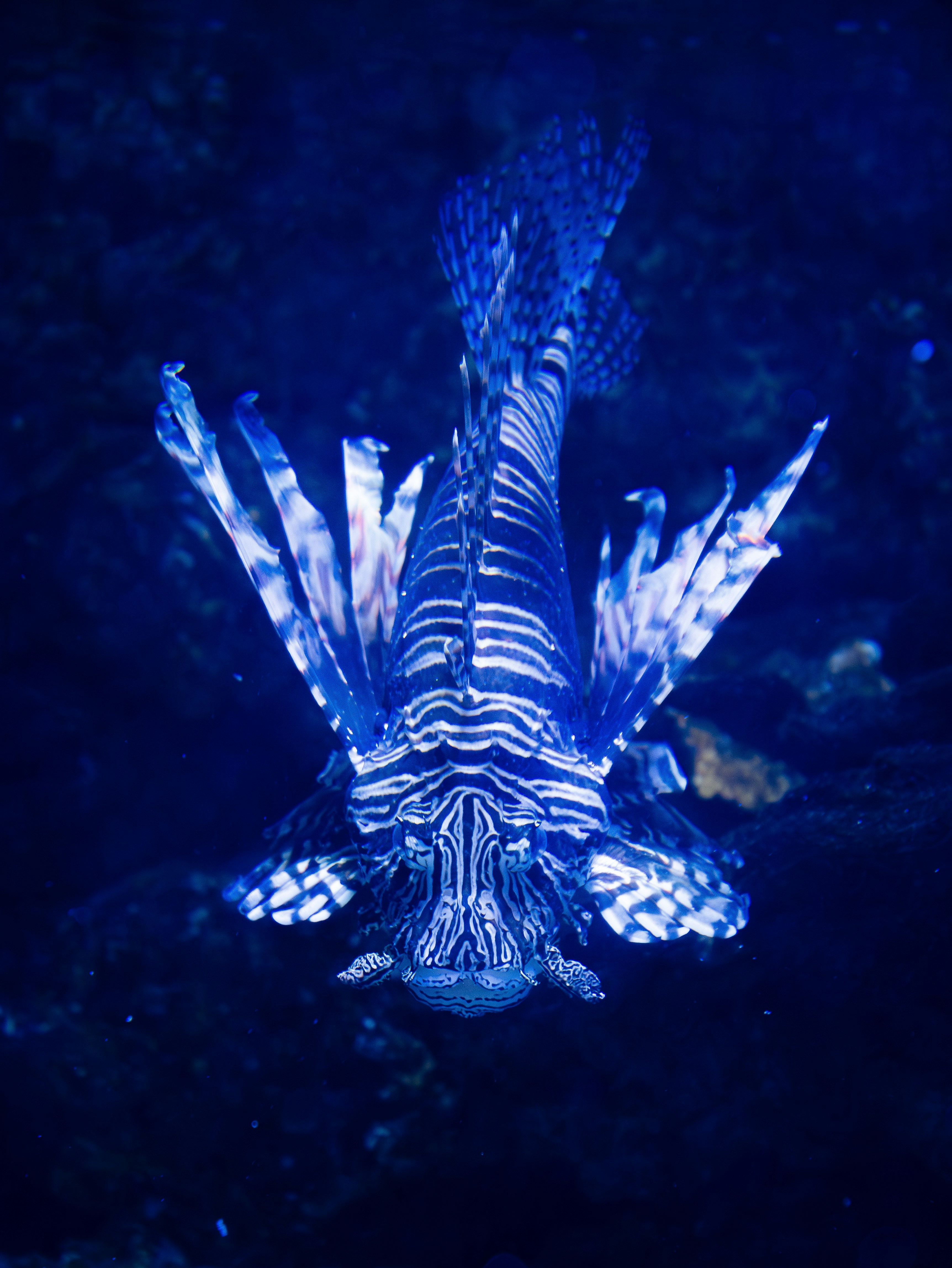 Majestic Stripes Beneath the Waves