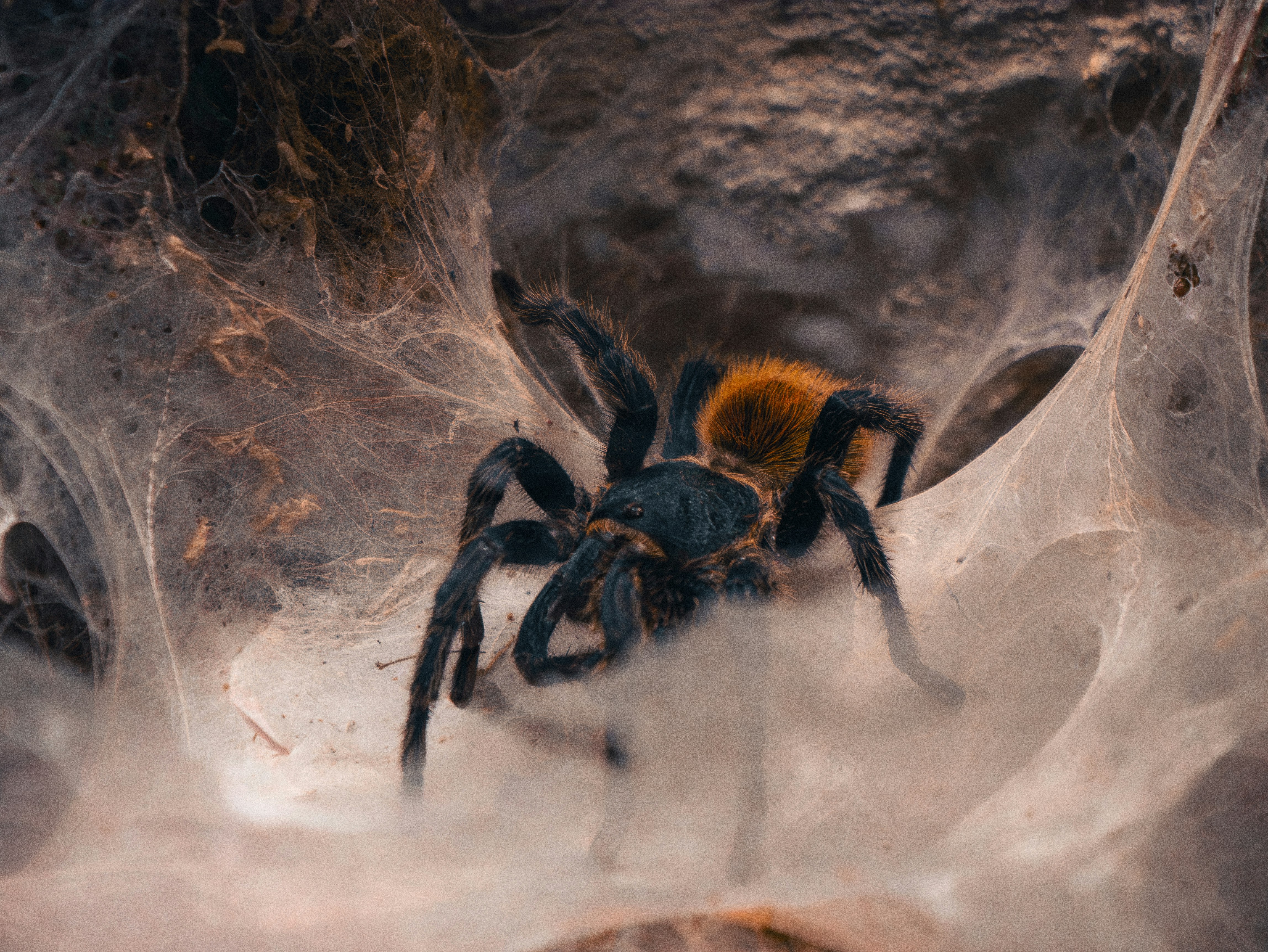 Web Weaver's Lair: A Tarantula's Domain