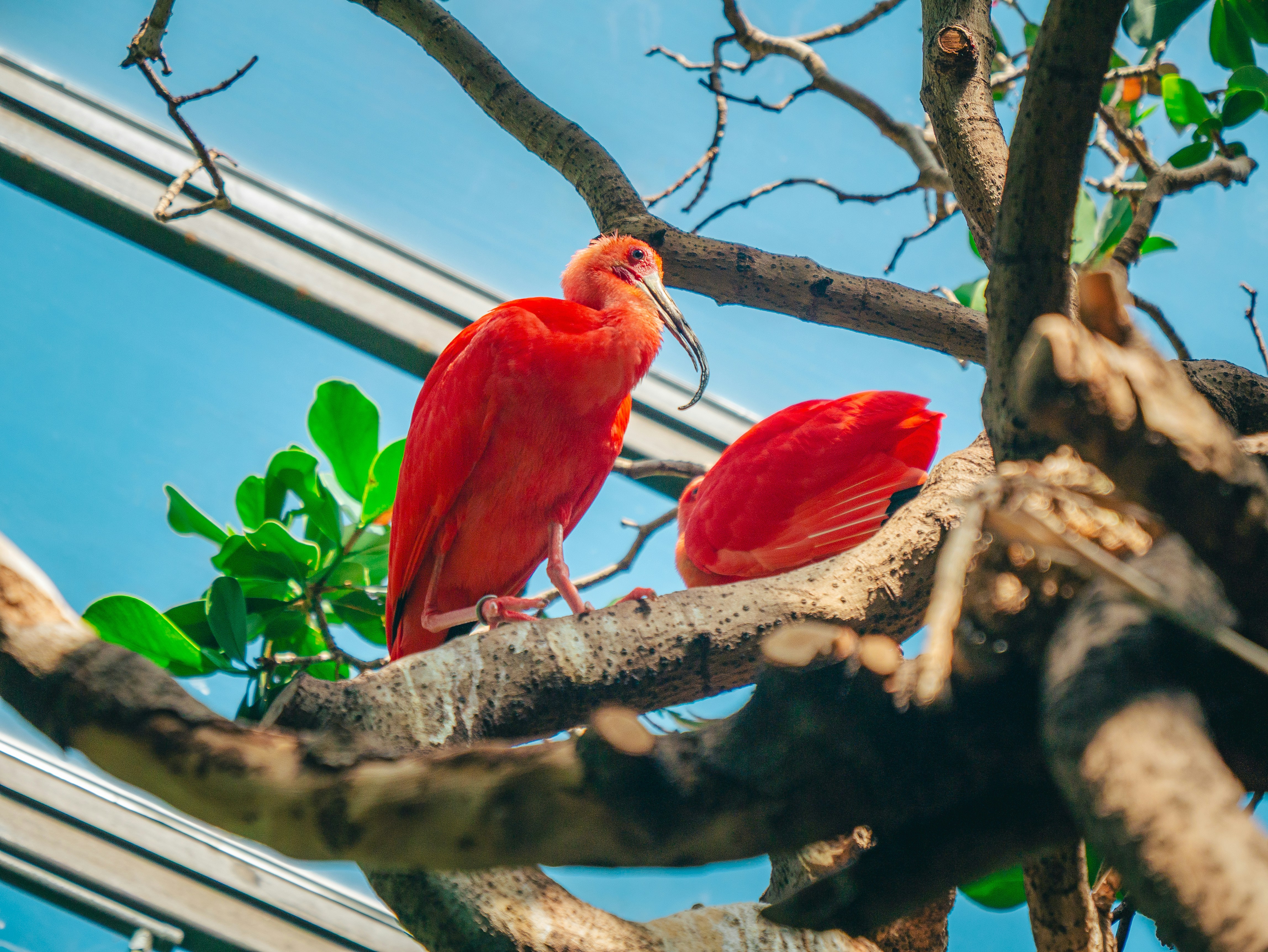Scarlet Sentinel: Red Parrot Perched Among Urban Branches