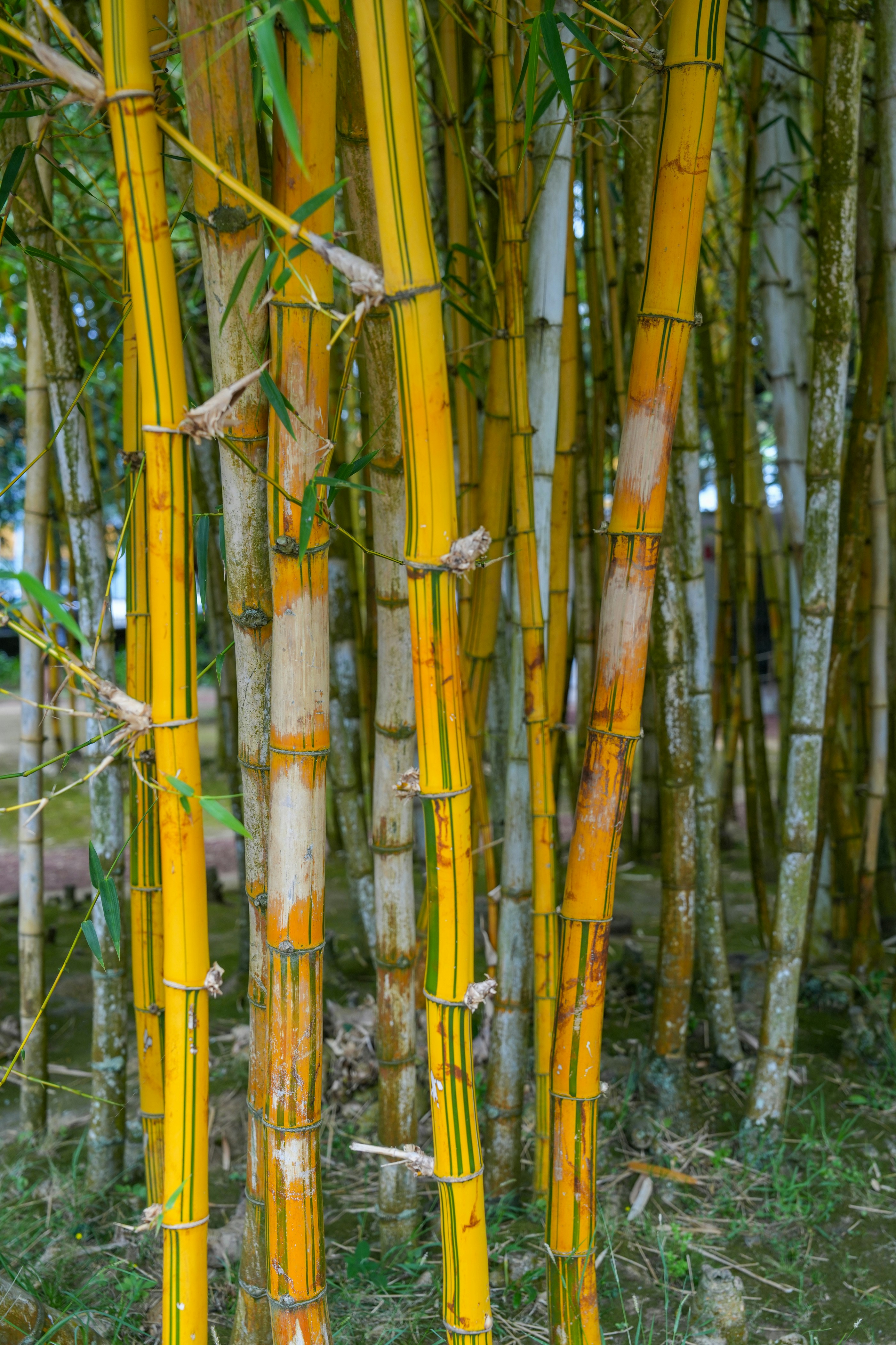 Golden Stalks: Nature's Vertical Symphony