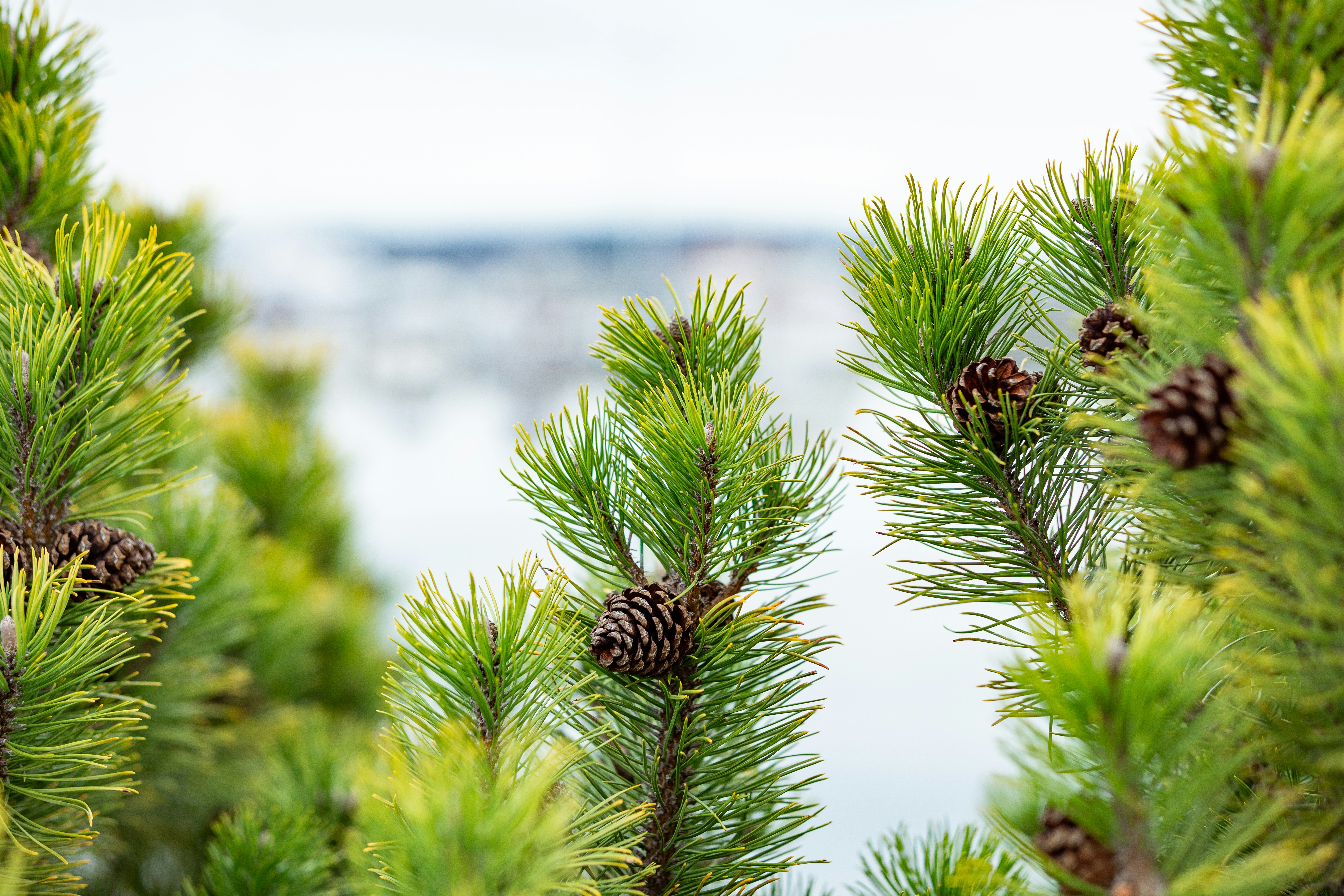 Whispers of Nature: A Pinecone's Tale