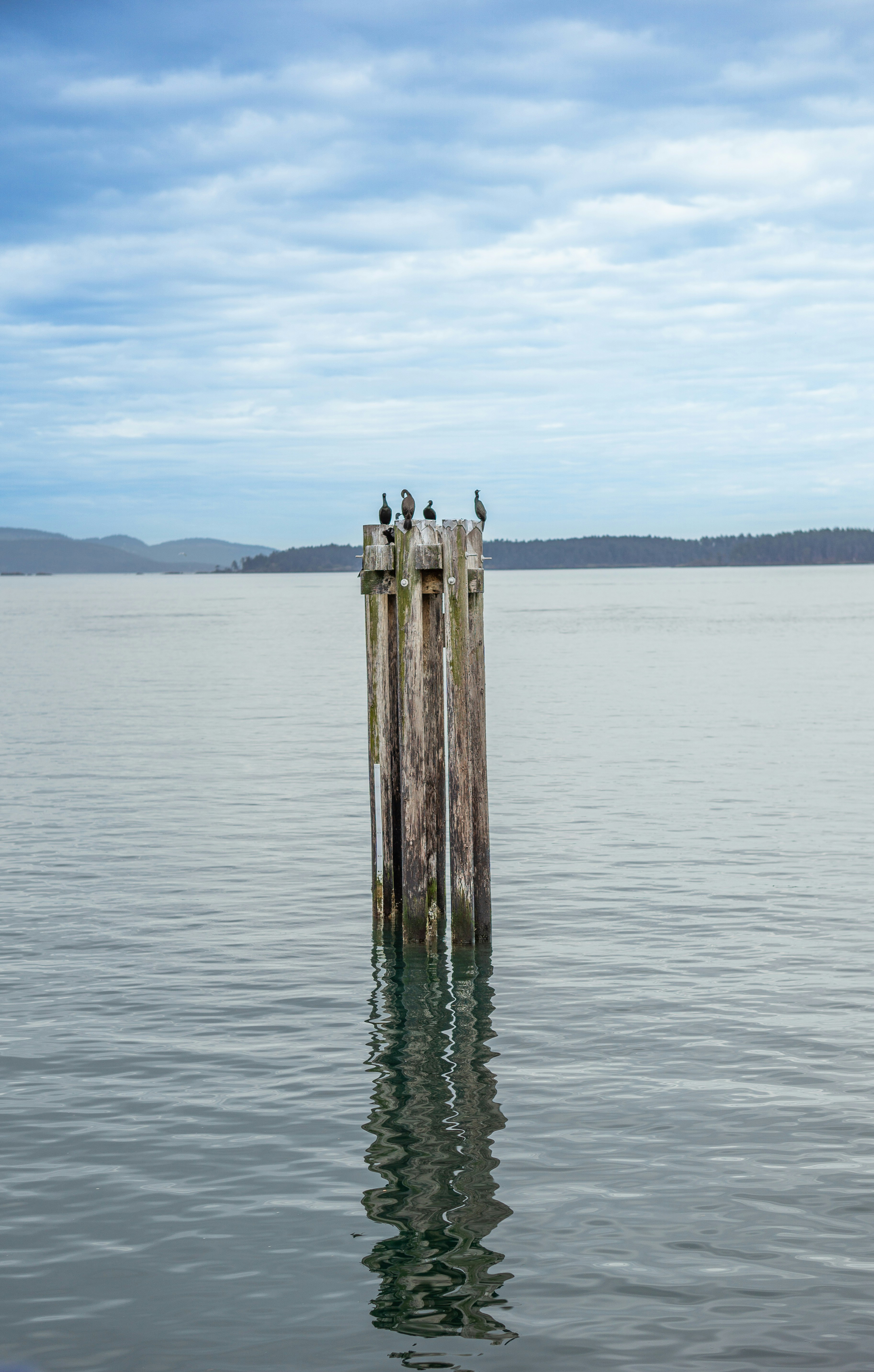 Cormorants resting atop weathered pilings in calm waters, reflecting the tranquil atmosphere of the surrounding landscape.