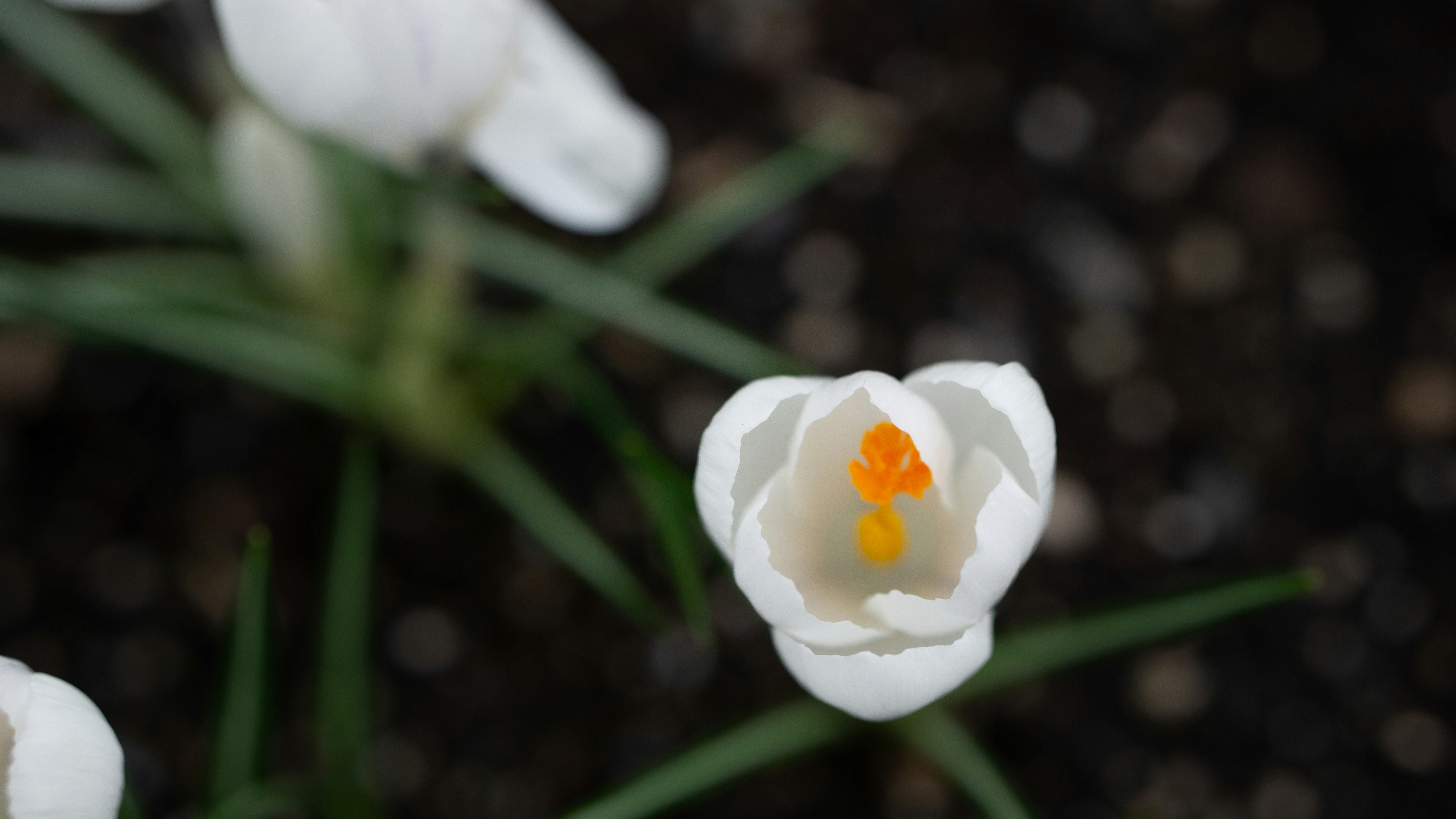 Whispers of Spring: The Crocus Bloom
