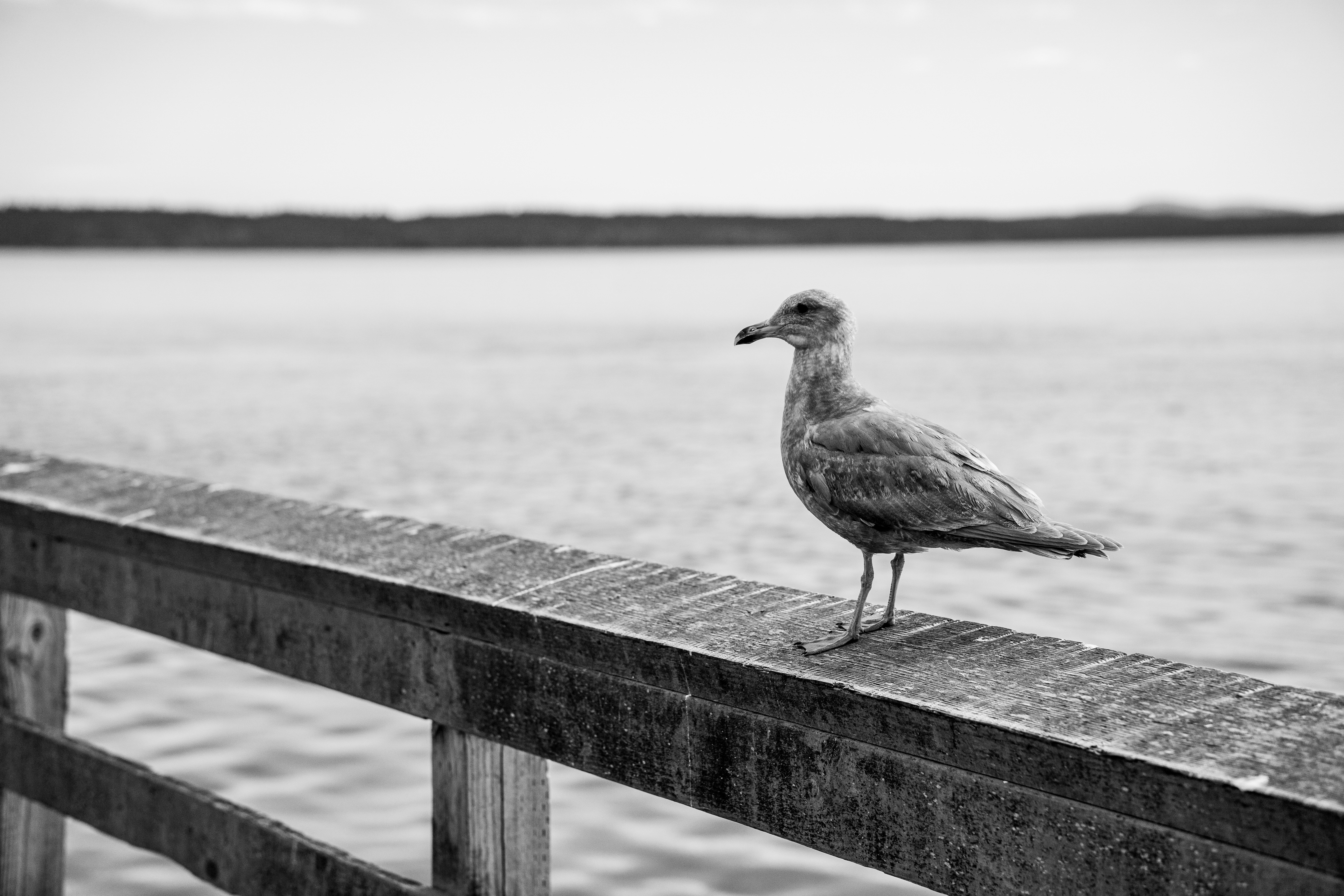 A seagull perches on a wooden rail.