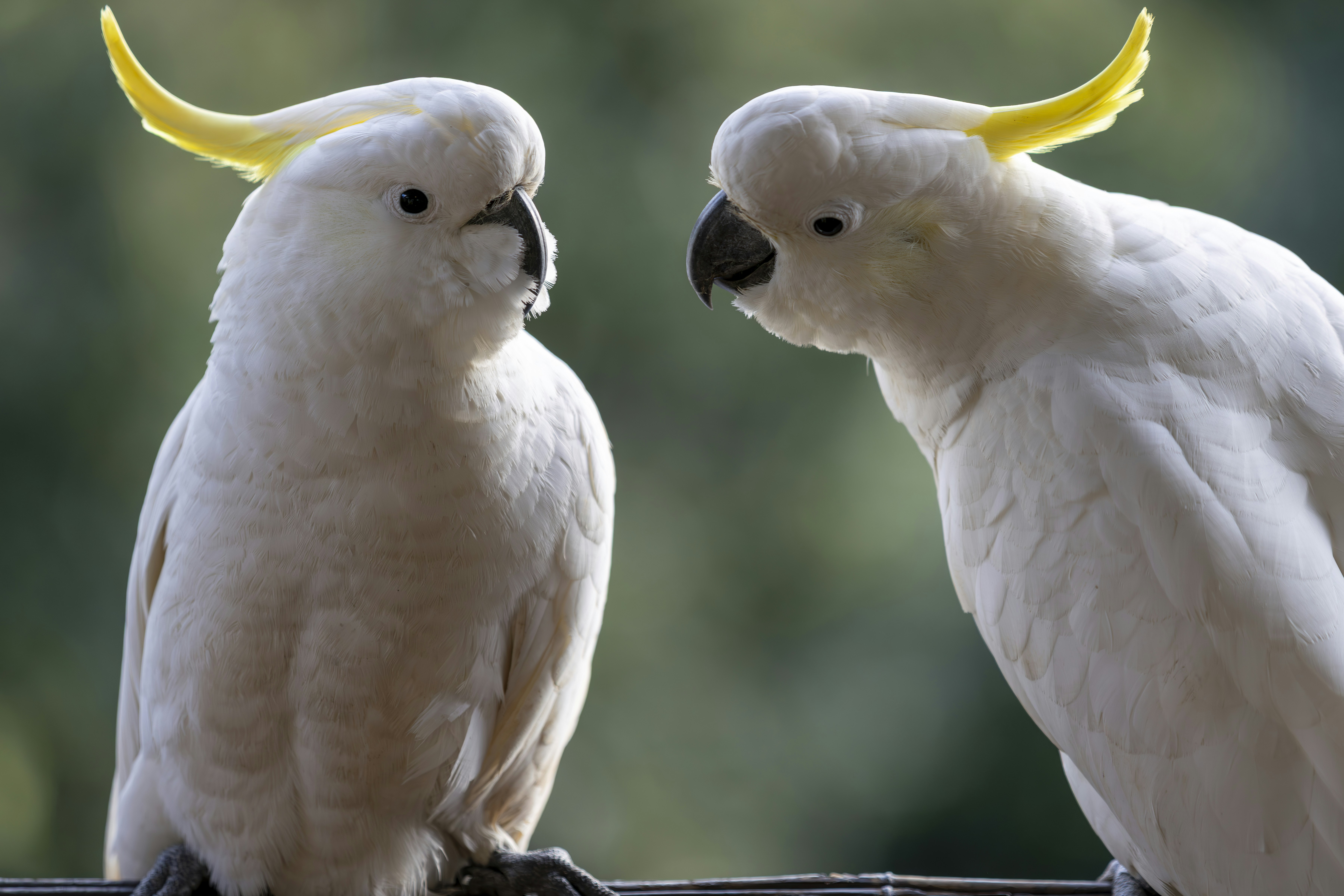 Two cockatoos are facing each other.