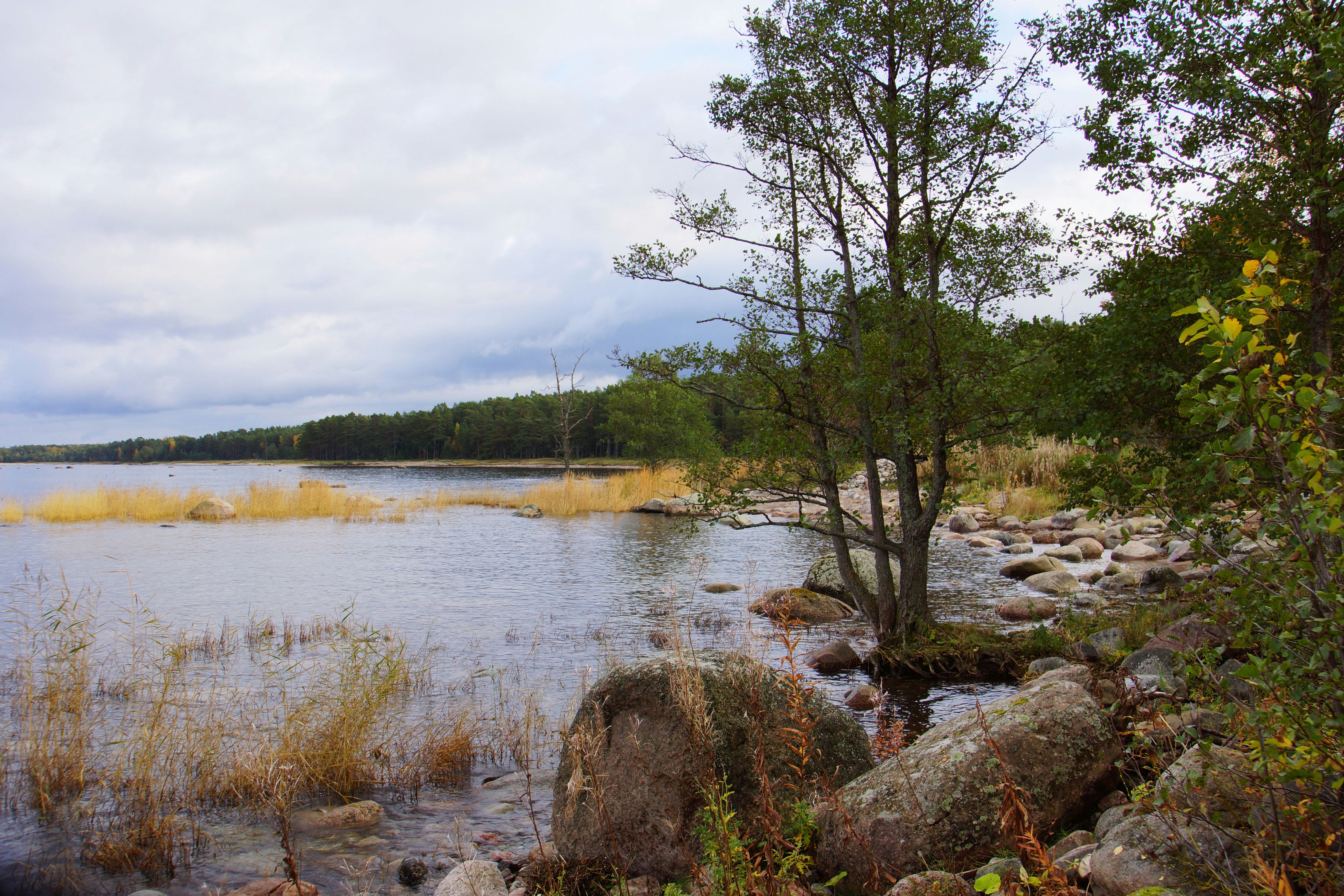 A serene lakeside scene featuring a lone tree amidst rocky shores and gentle grasses swaying in the breeze.