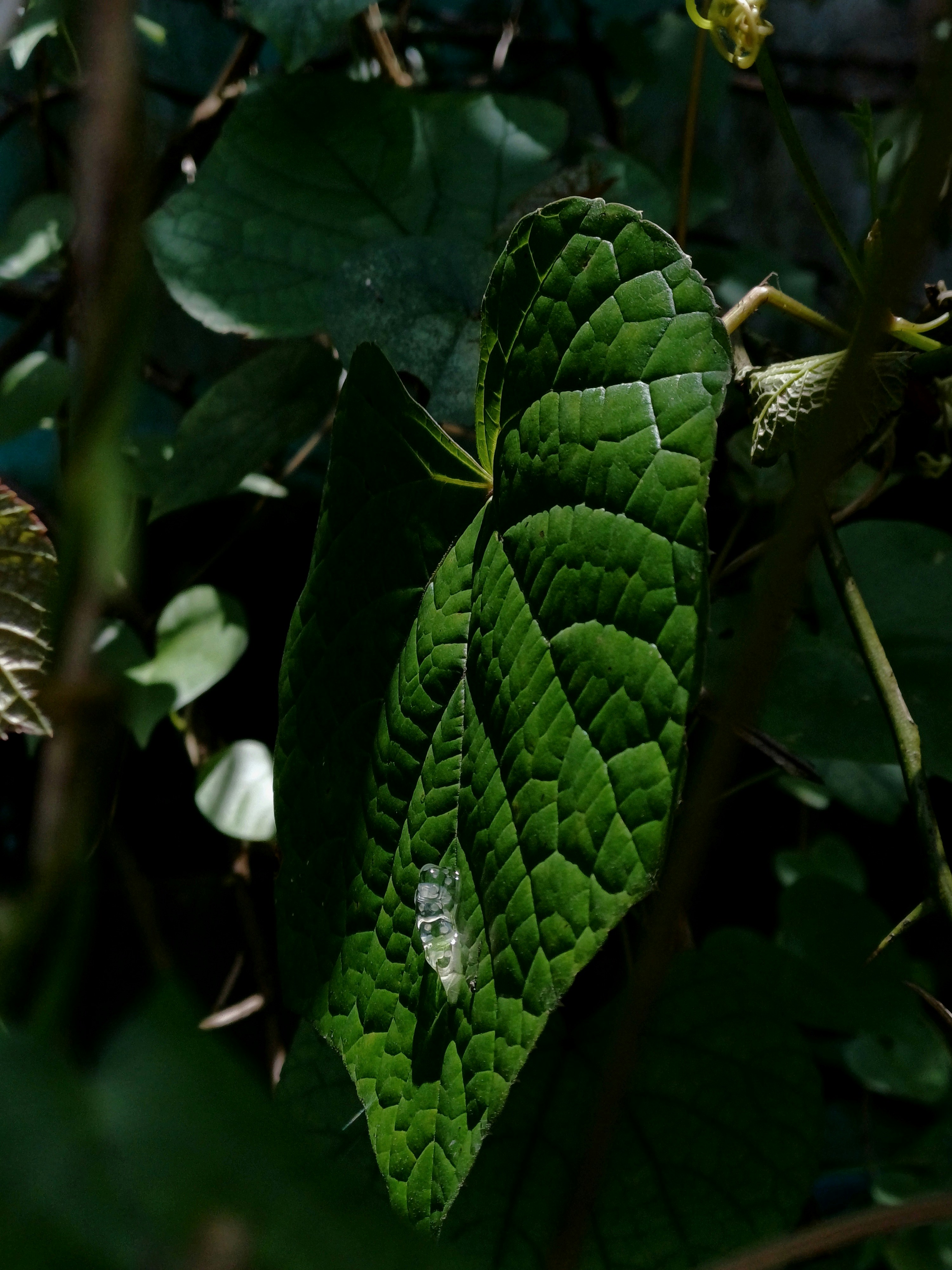 Lush, green leaf with a textured pattern.