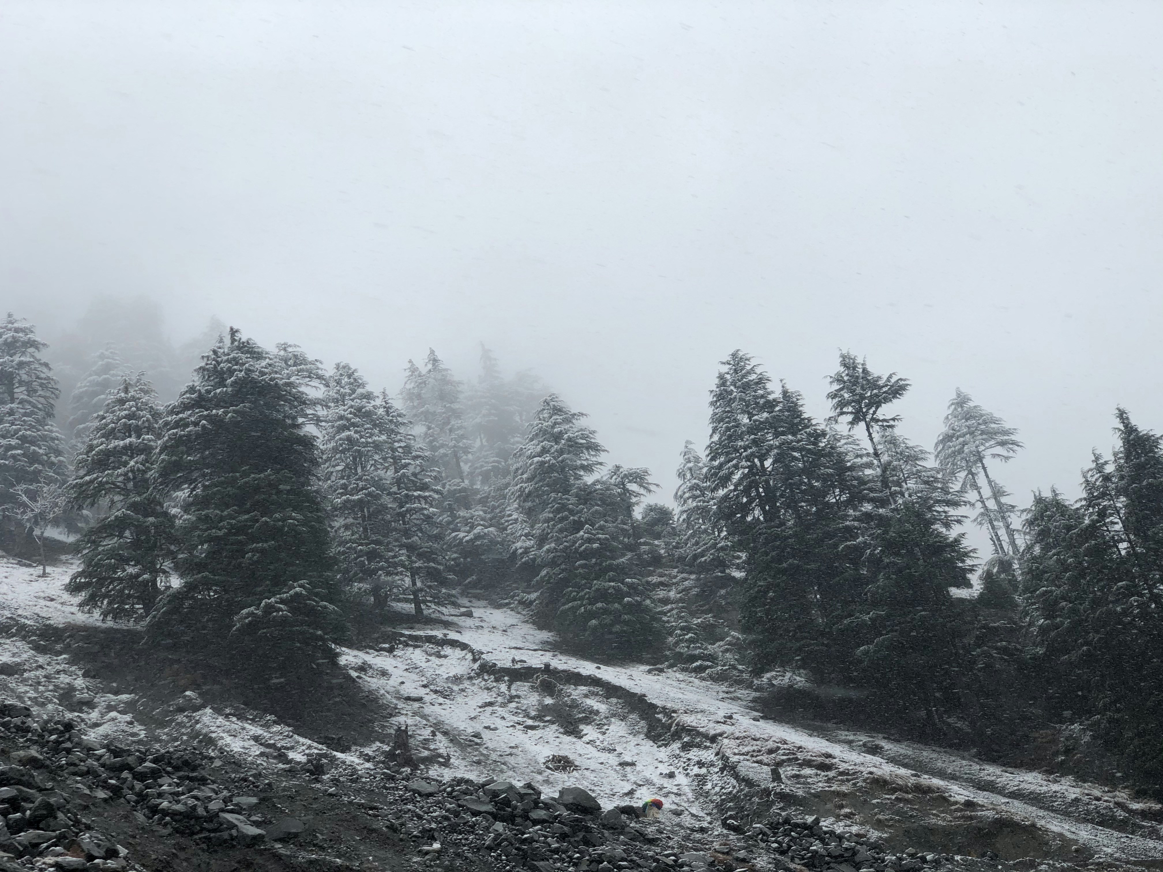 Snowy trees on a hillside in winter.
