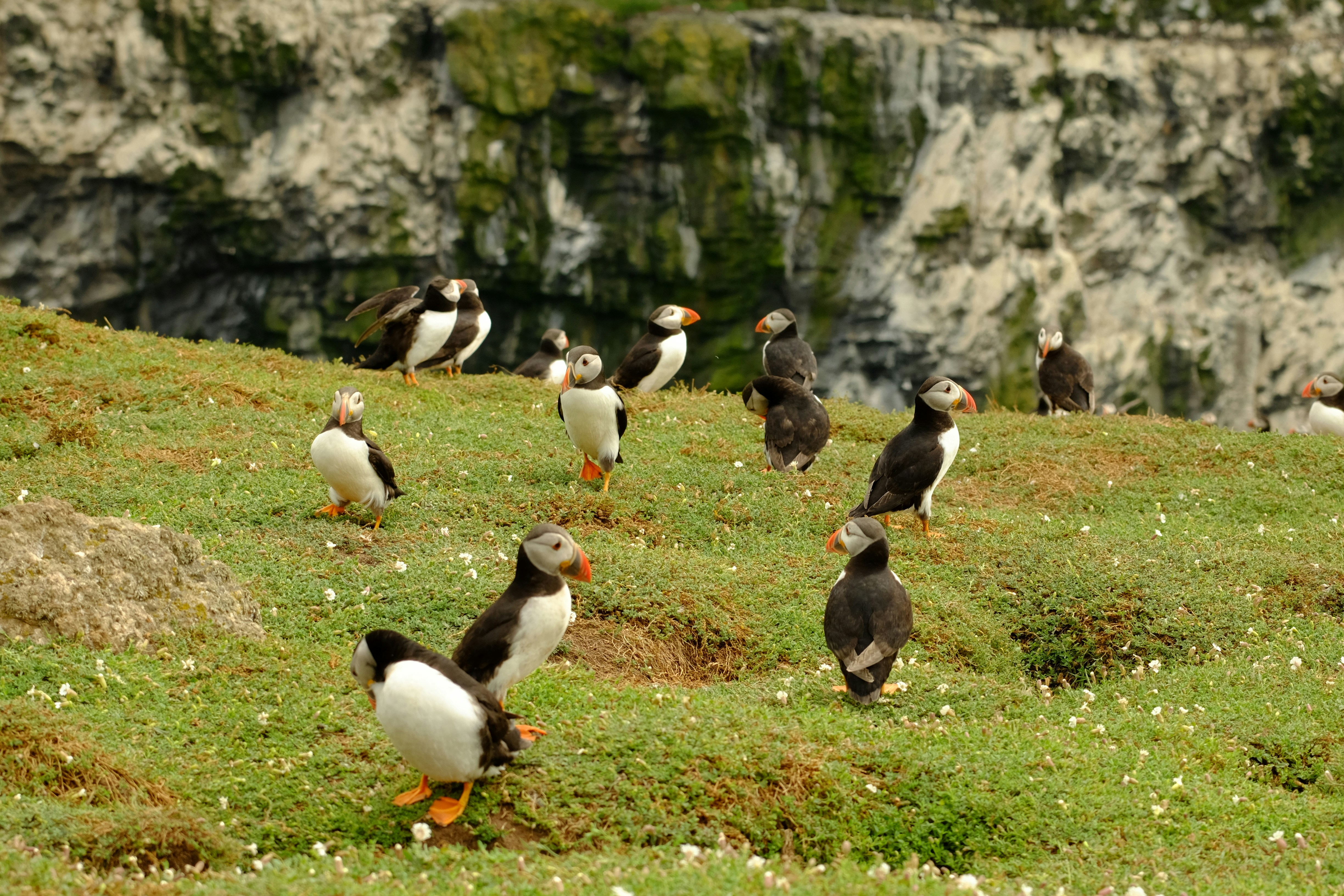 A Gathering of Puffins on the Clifftop