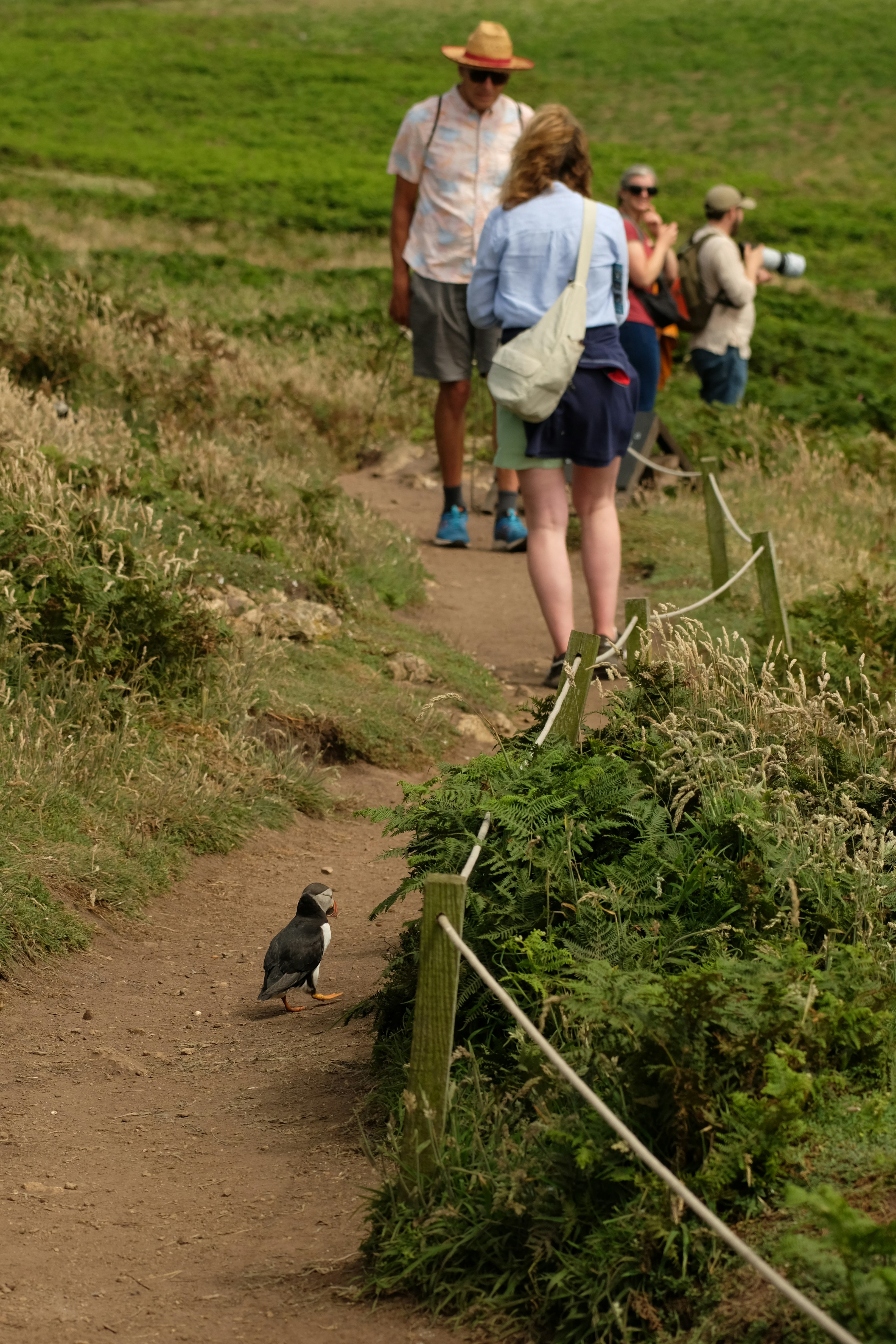 Bird’s-Eye on the Path: Visitors and a Lone Penguin on a Moorland Trail