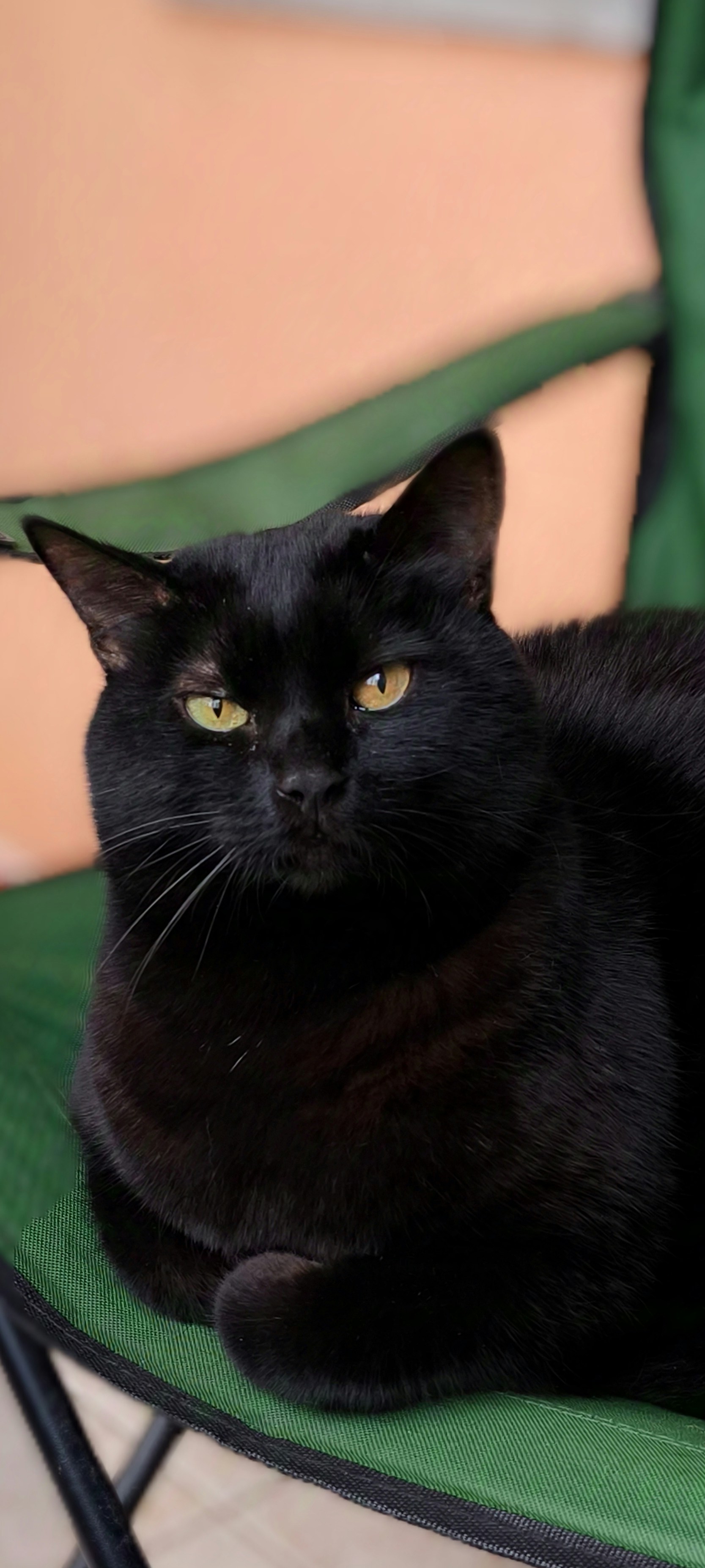 Black cat lounging on a green chair, gazing intently at the viewer.