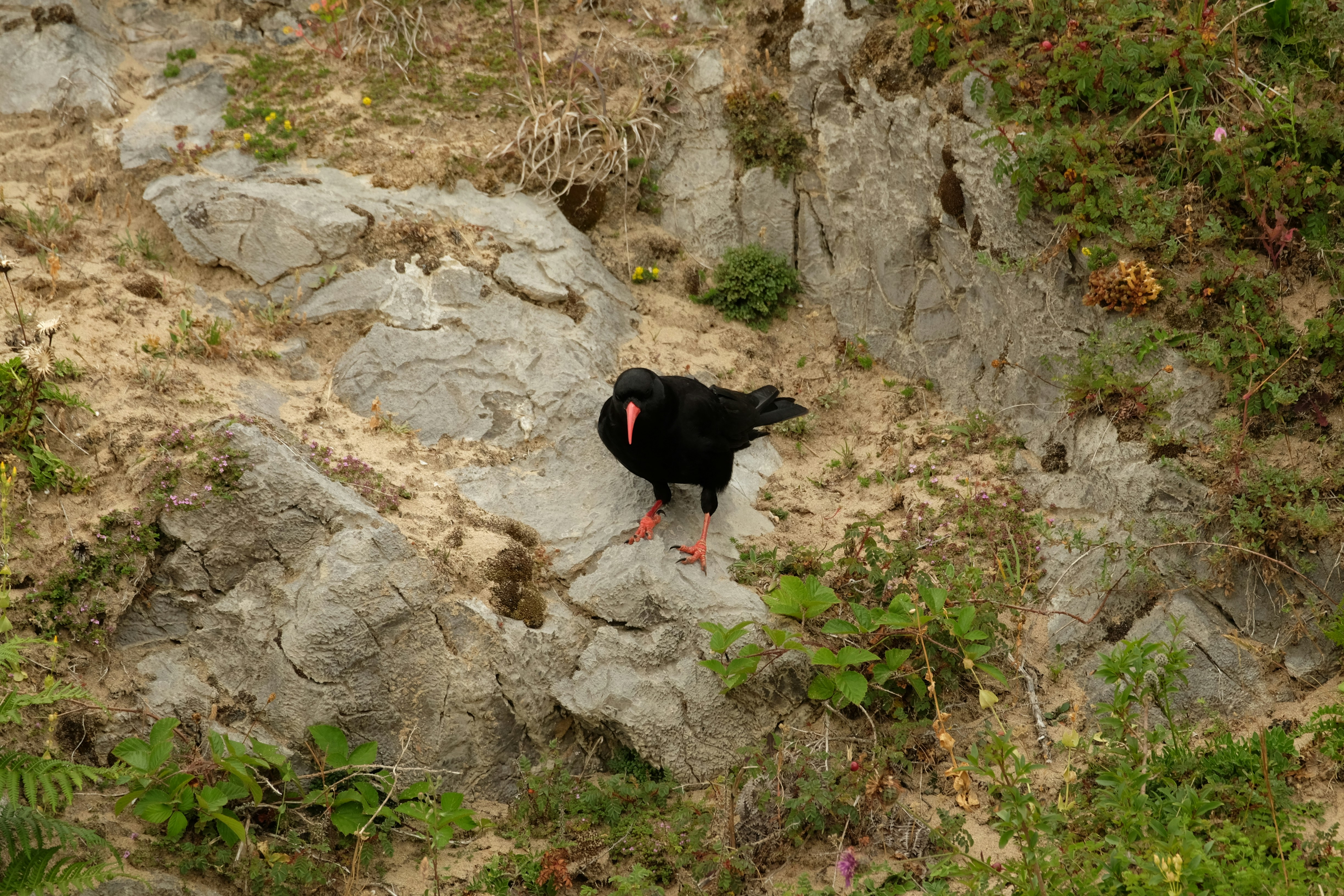 Red-billed Chough on a Weathered Ledge