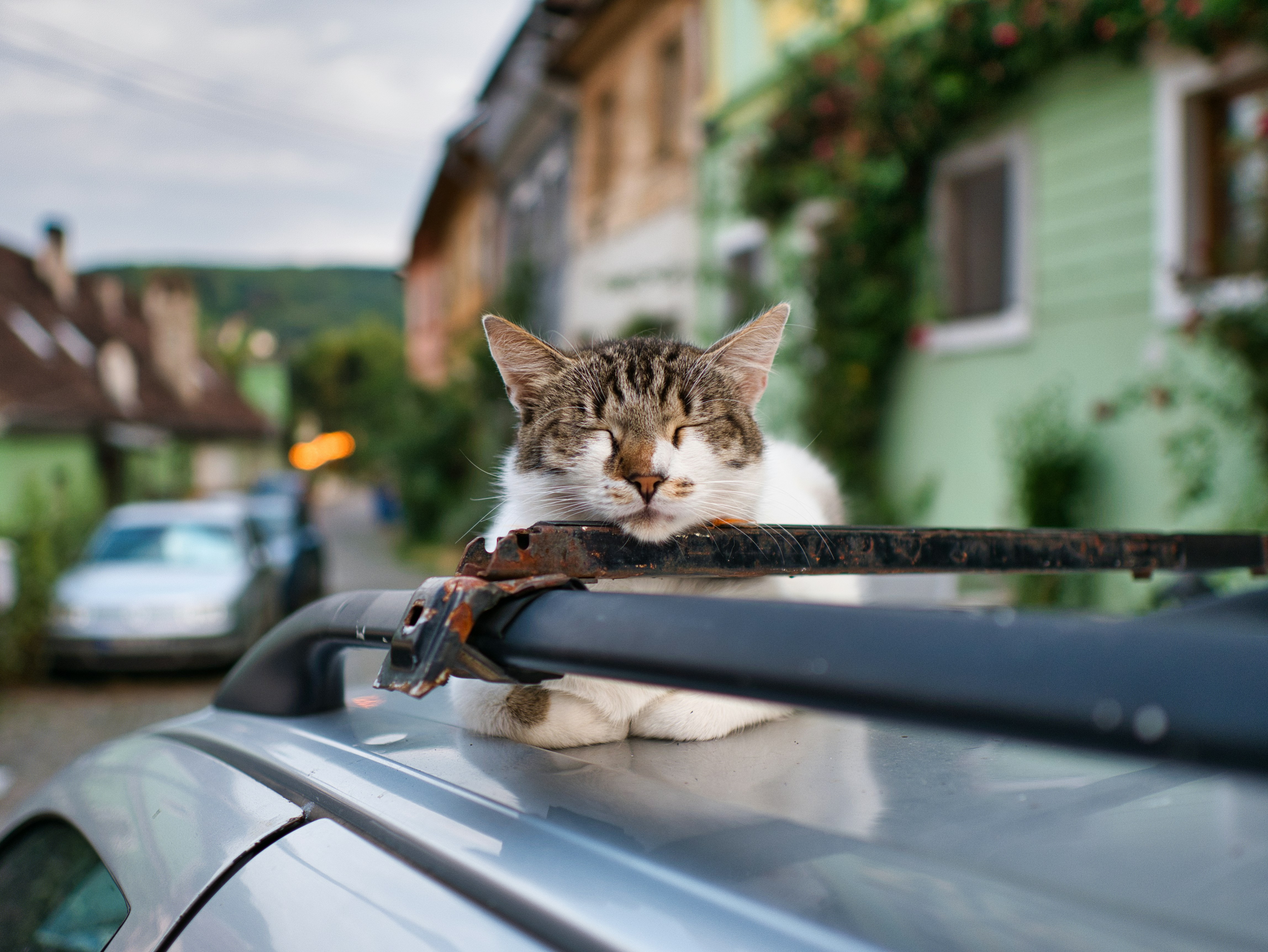 Urban Serenity: A Feline's Rooftop Retreat