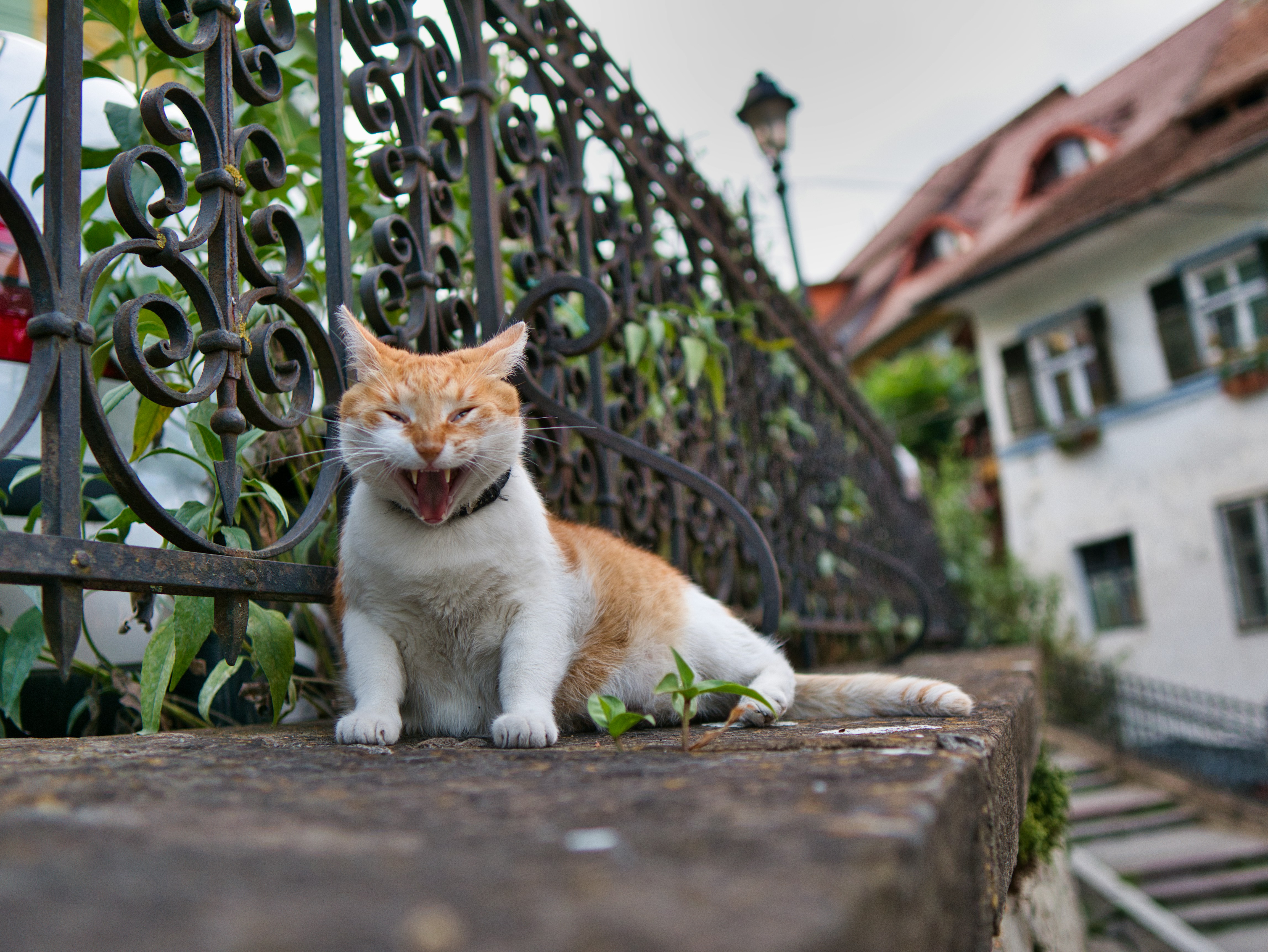 The Leisurely Yawn of a Street Cat