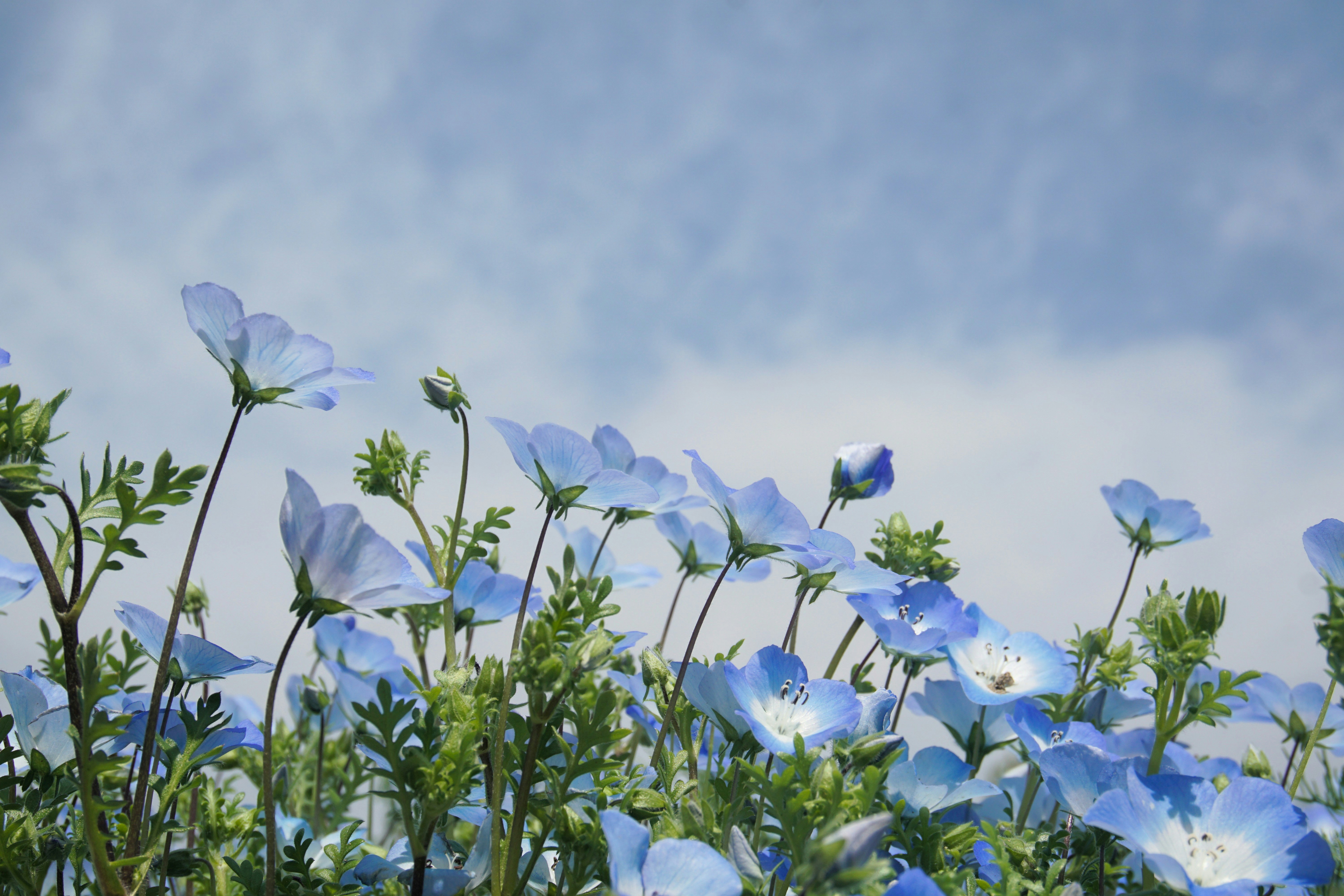 Delicate blue flowers sway gently against a soft sky, showcasing the beauty of nature's palette. The scene evokes a sense of tranquility.