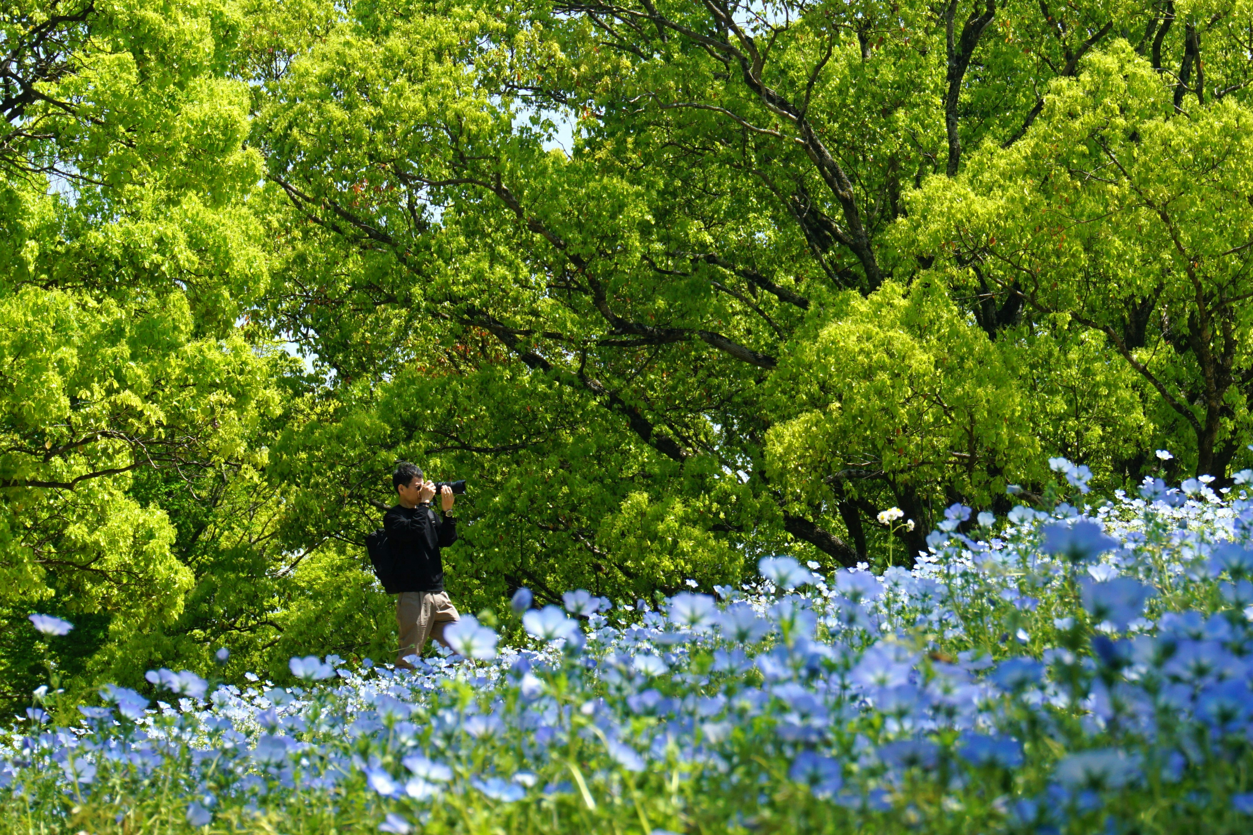 A photographer captures the vibrant beauty of a flower-filled landscape, surrounded by lush greenery. The scene showcases a blend of blue blossoms and rich foliage.