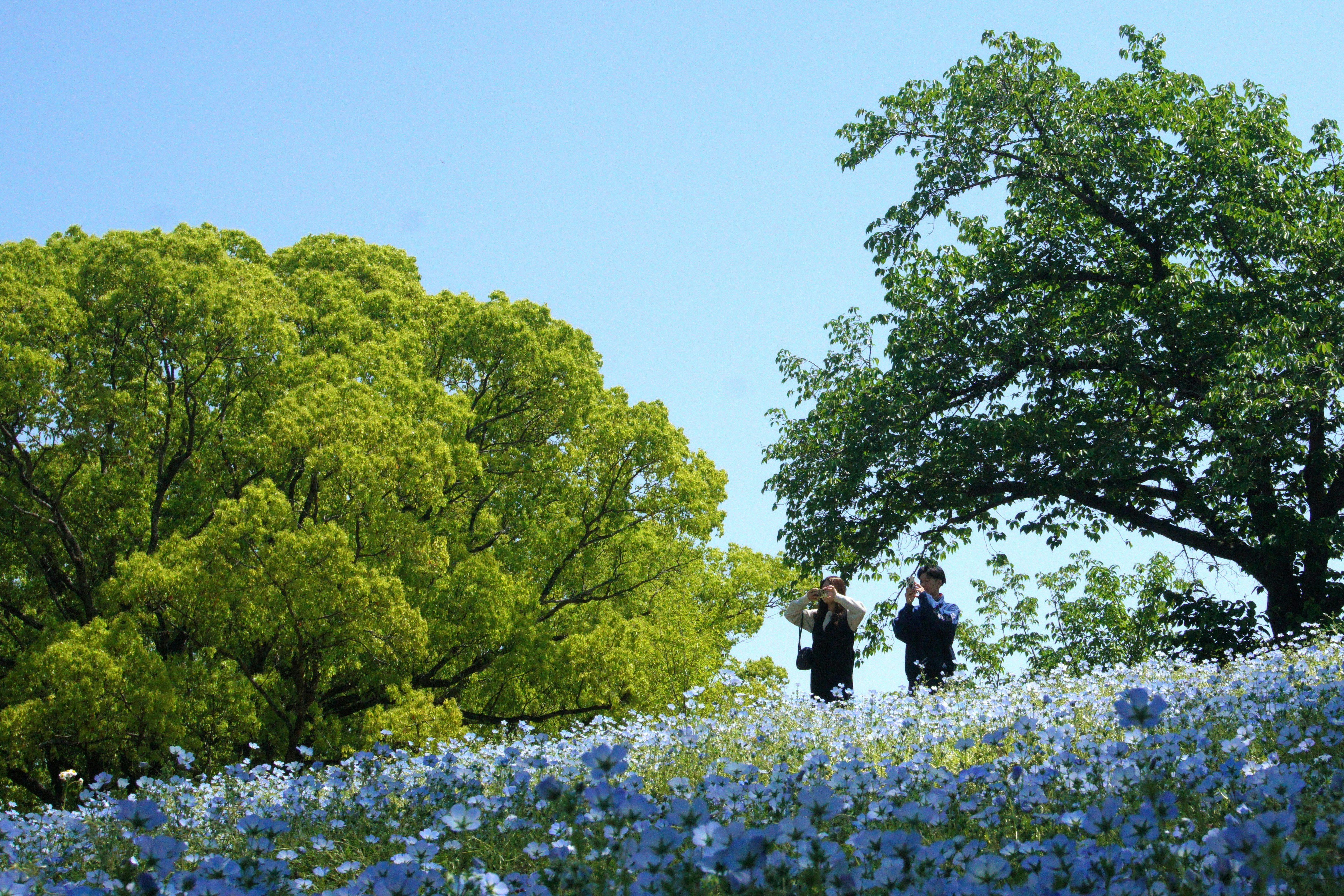 Two individuals playing musical instruments amidst a vibrant field of blue flowers under a clear sky, framed by lush green trees.