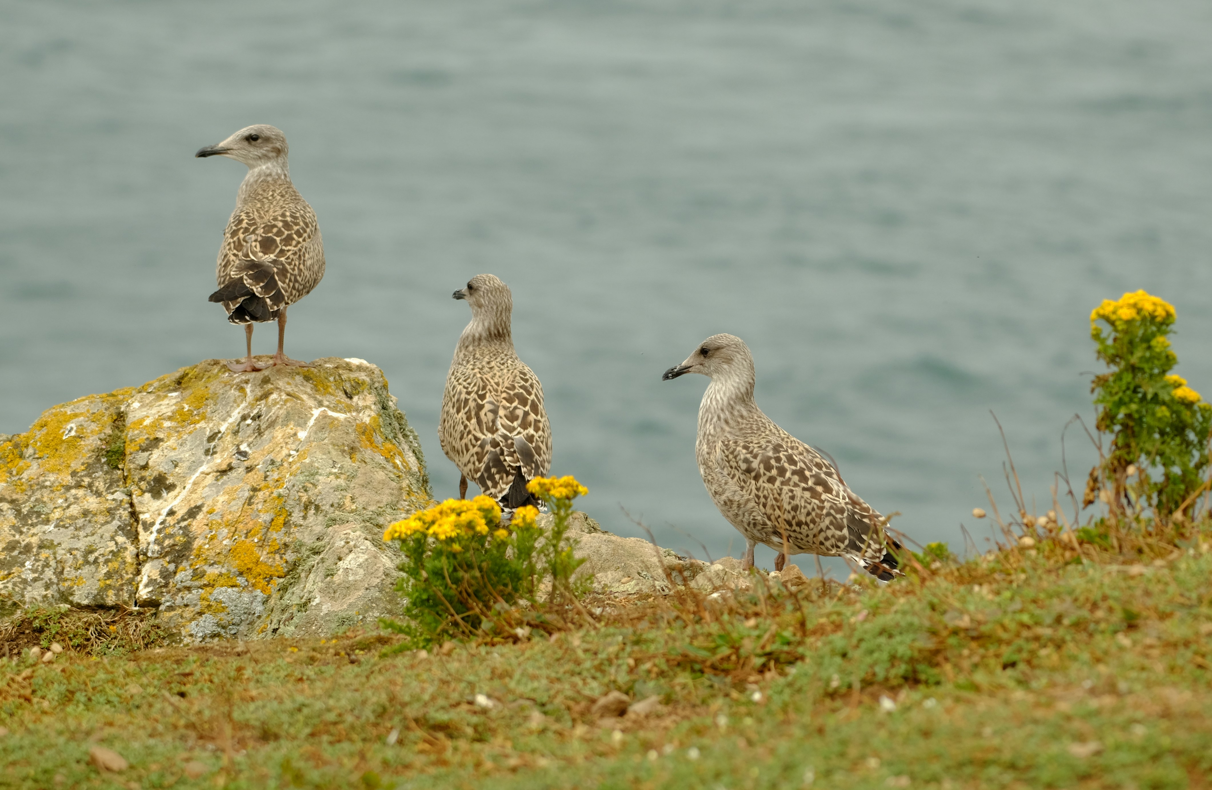 Trio of Seagulls on the Shoreline