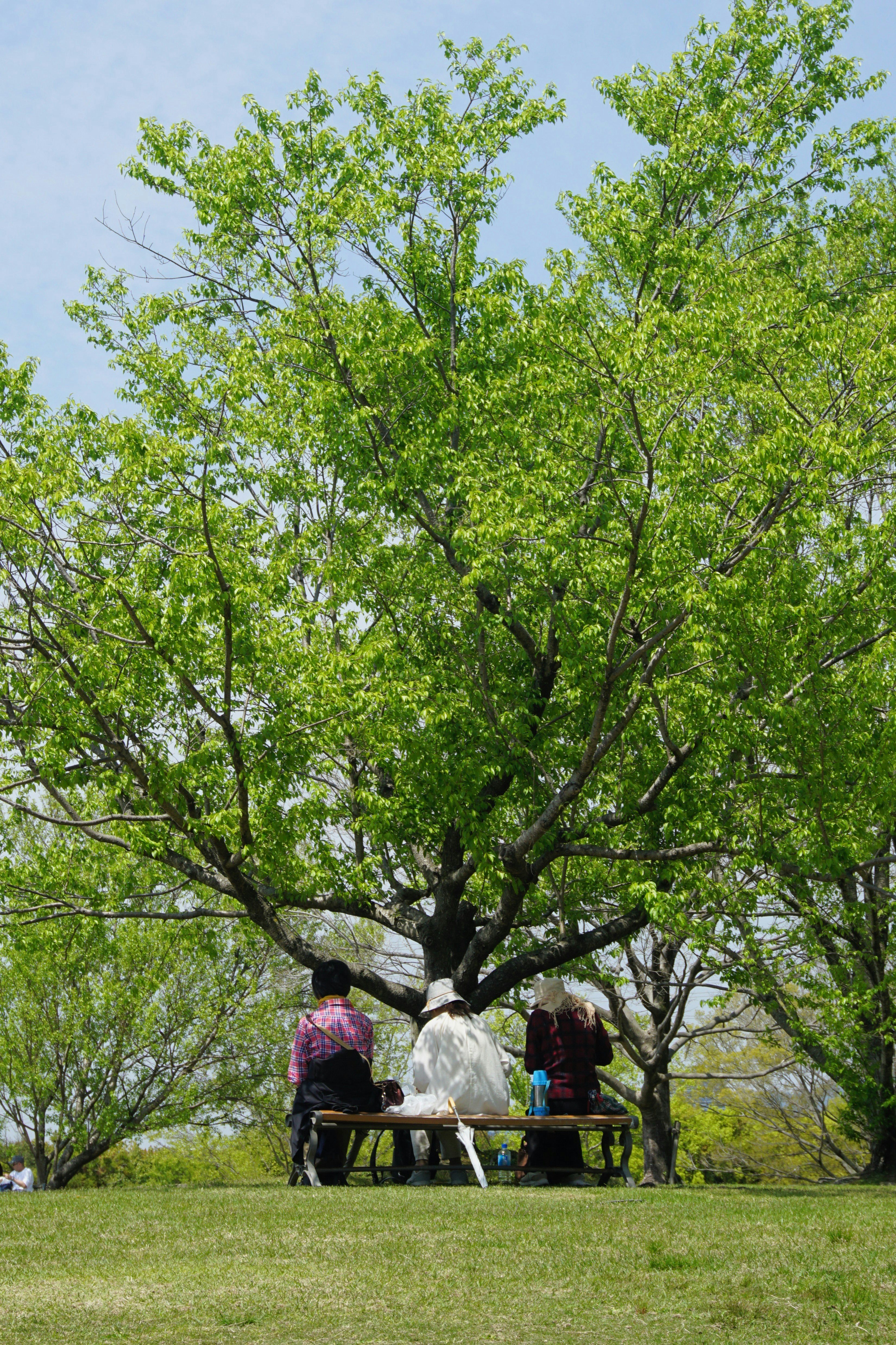 People are sitting under a big tree.