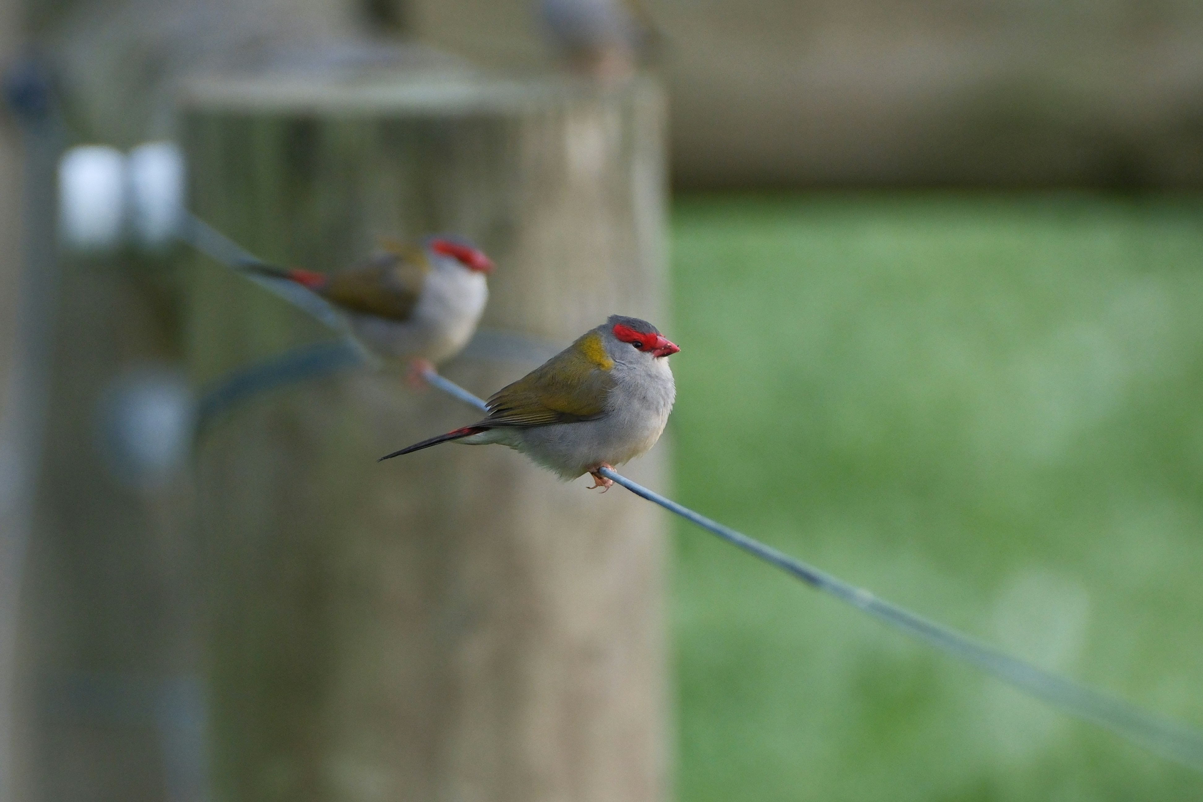 Two finches with red heads perch on a wire. photo – Free Animal Image ...