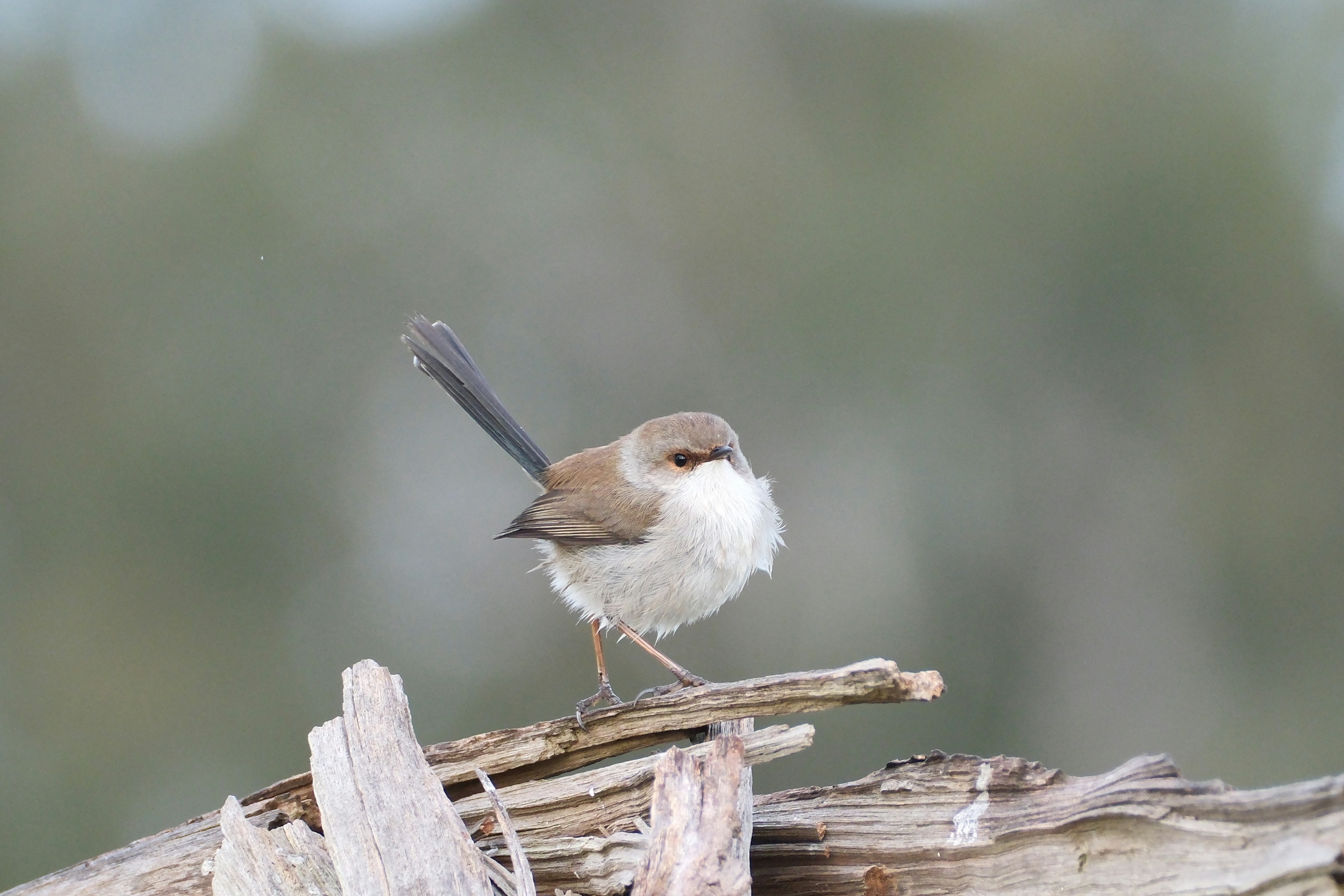 A small bird with a fluffy chest perches on a weathered log, surrounded by a soft, blurred background of greenery.