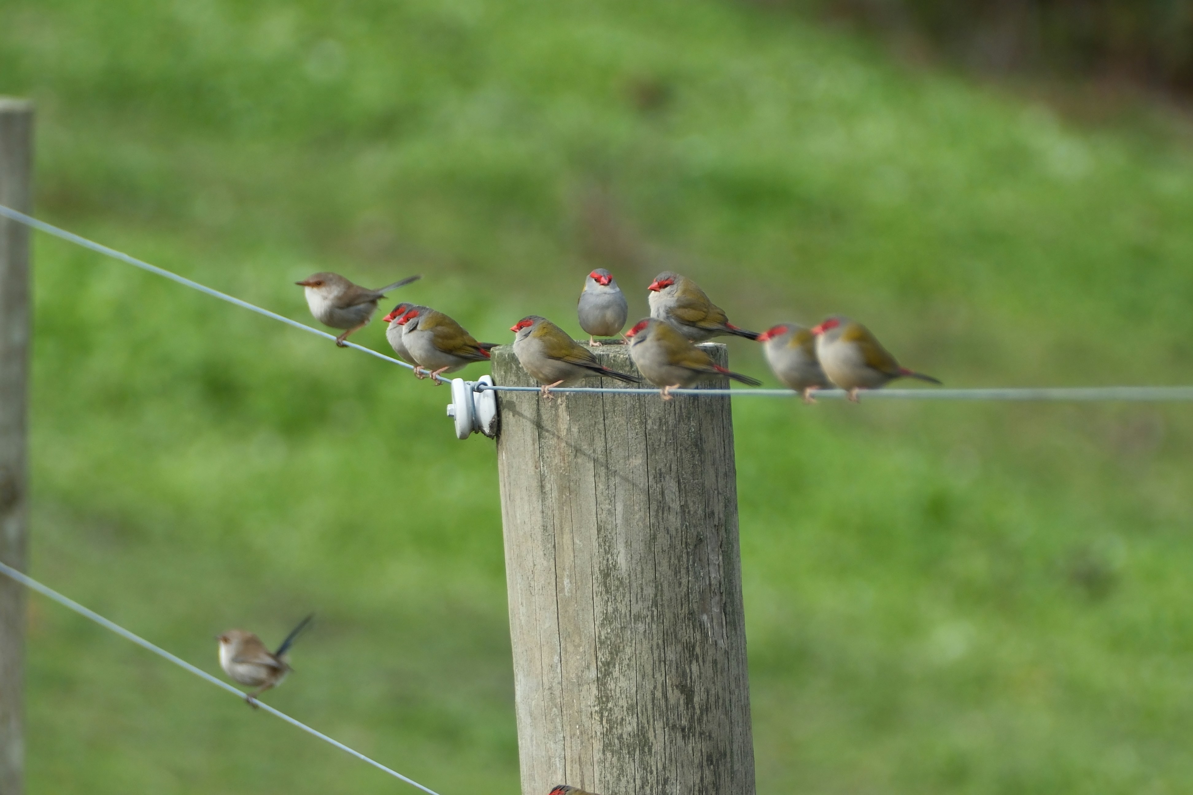 Red-Crowned Chorus on a Weathered Wire