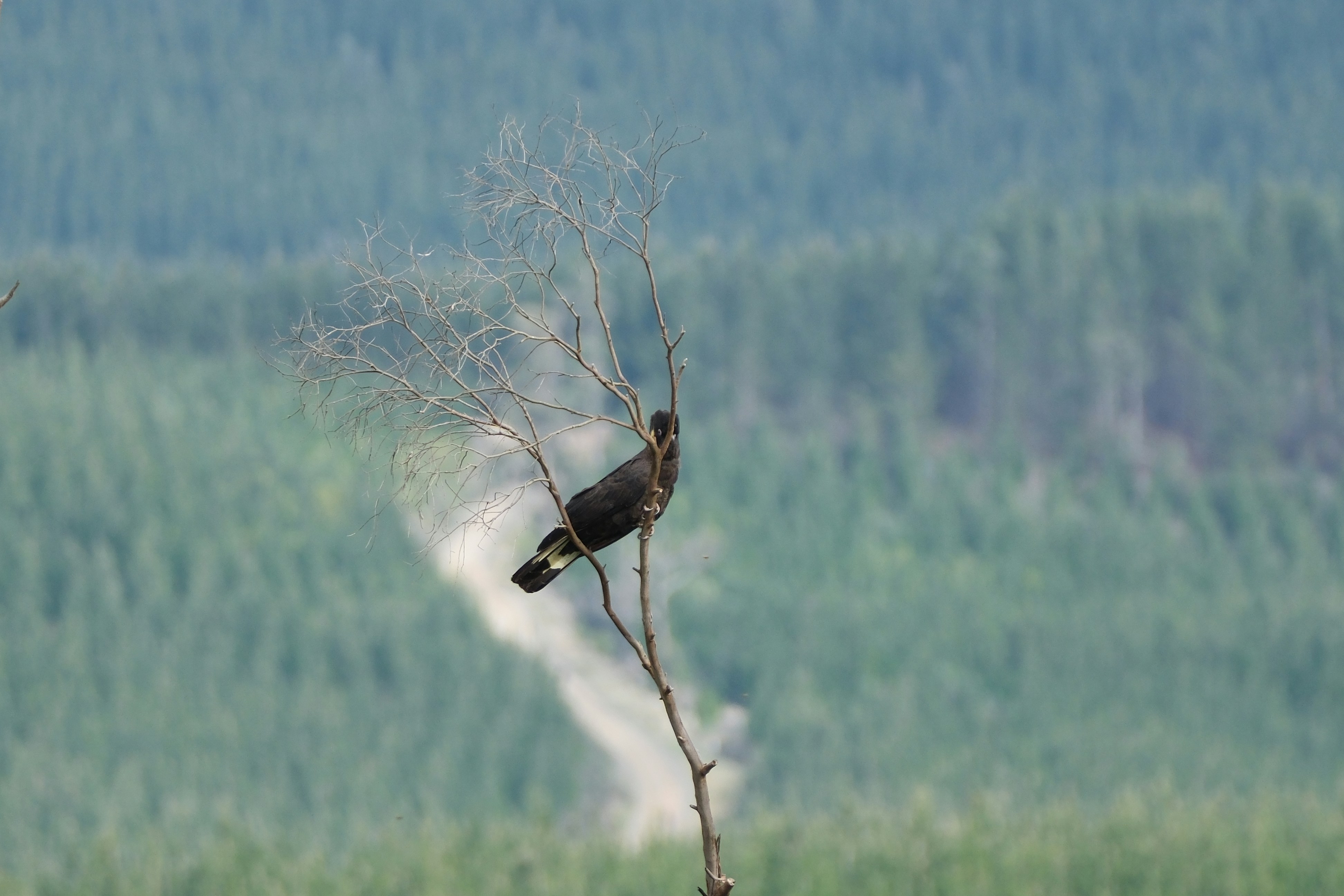 Perched Sentinel of the Forest