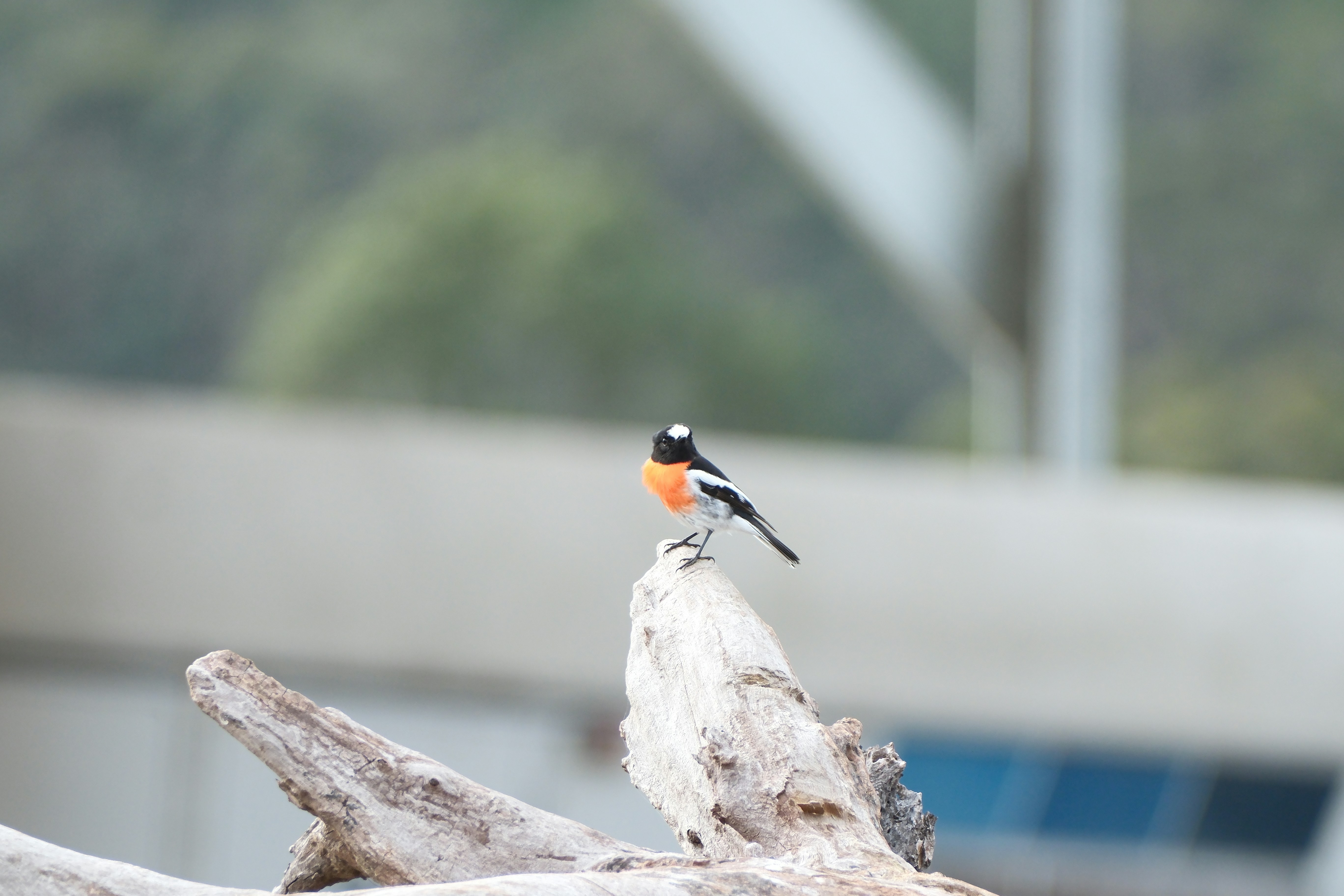 A Moment of Stillness: The Colorful Sentinel